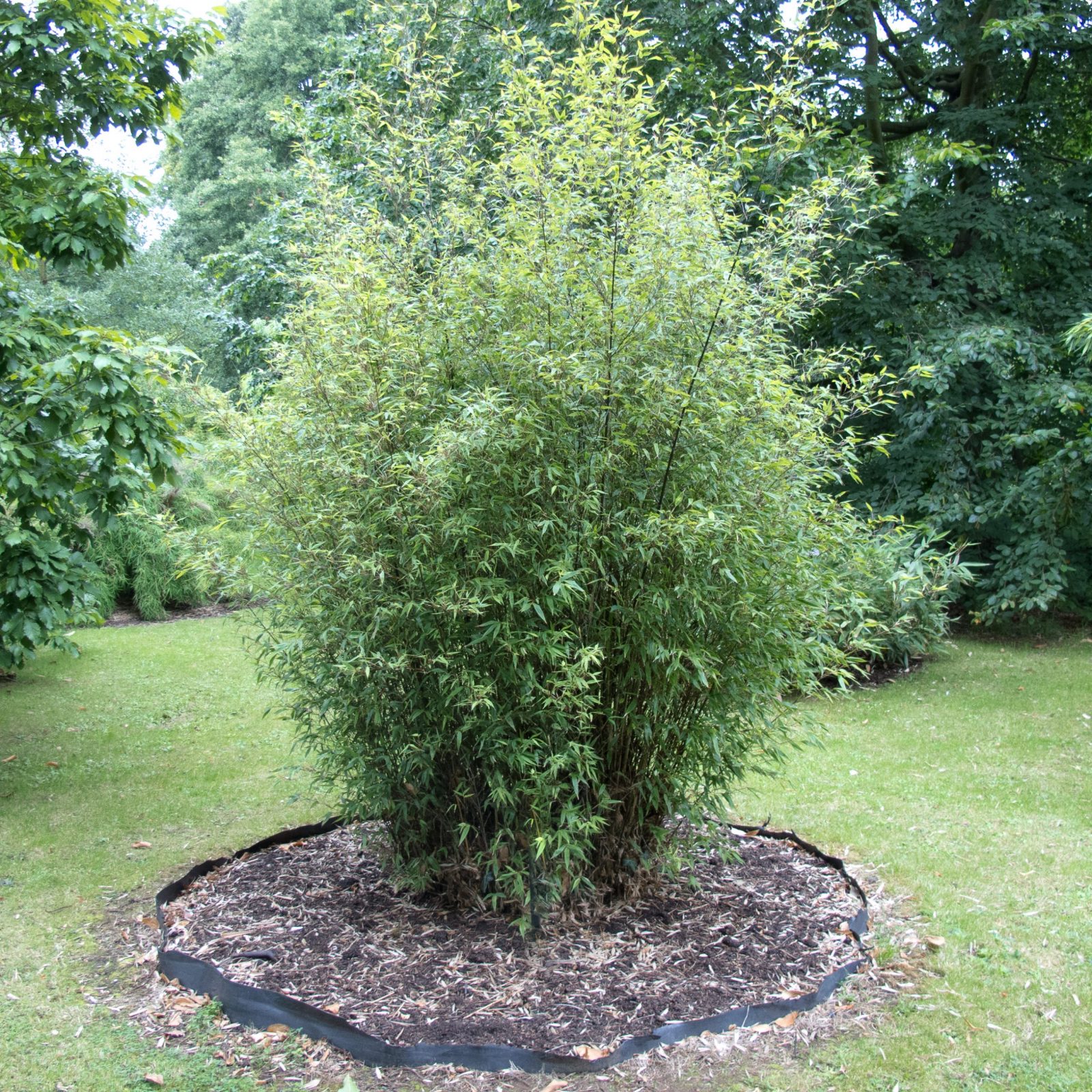 Bamboo root barrier - control system for bamboo | The Palm Centre