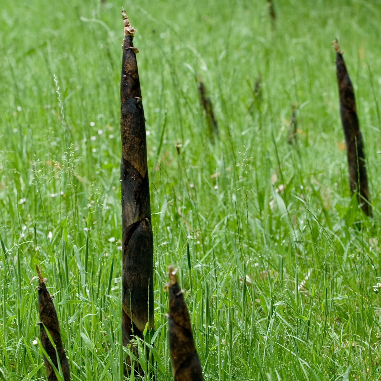 Bamboo root barrier - control system for bamboo | The Palm Centre