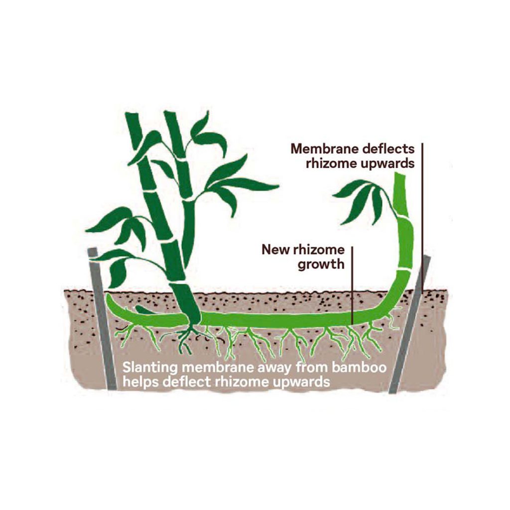 Bamboo root barrier - control system for bamboo | The Palm Centre