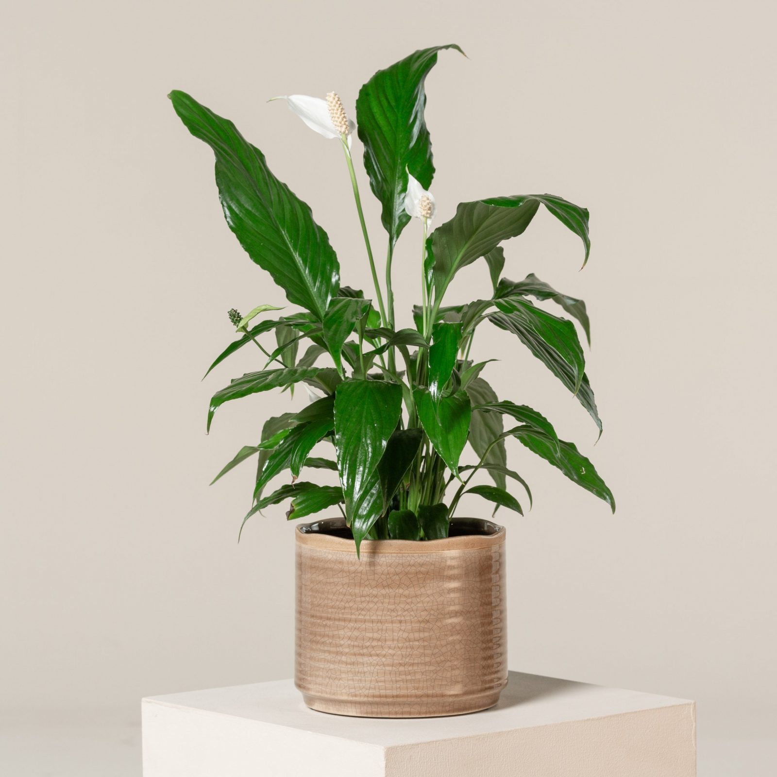 Spathiphyllum ‘Sweet Chico’ | The Palm Centre