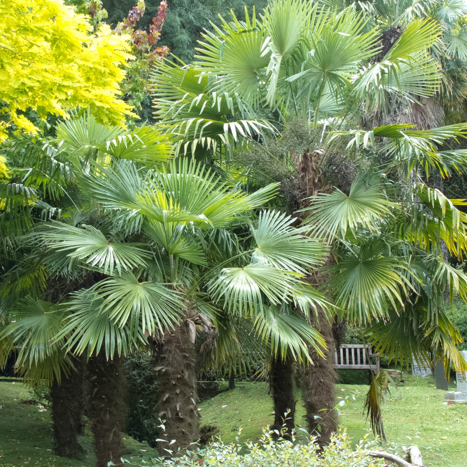 Trachycarpus fortunei - Chusan palm | The Palm Centre
