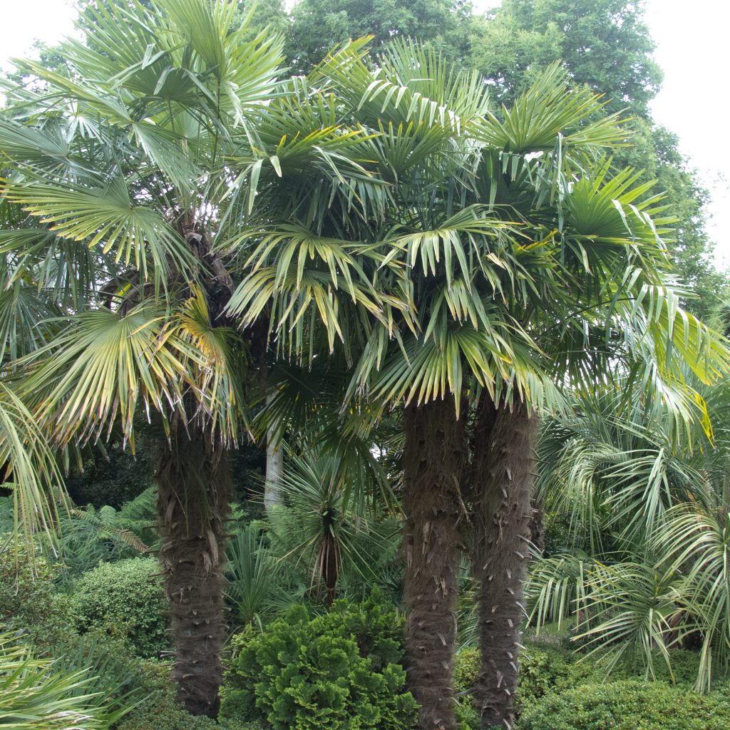 Trachycarpus fortunei - Chusan palm | The Palm Centre