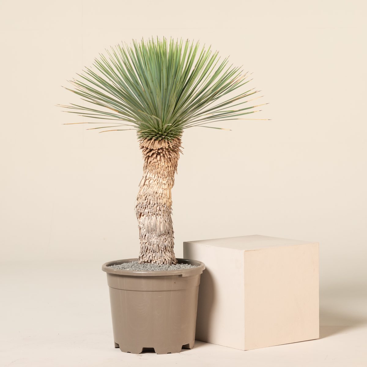 Yucca rostrata | The Palm Centre