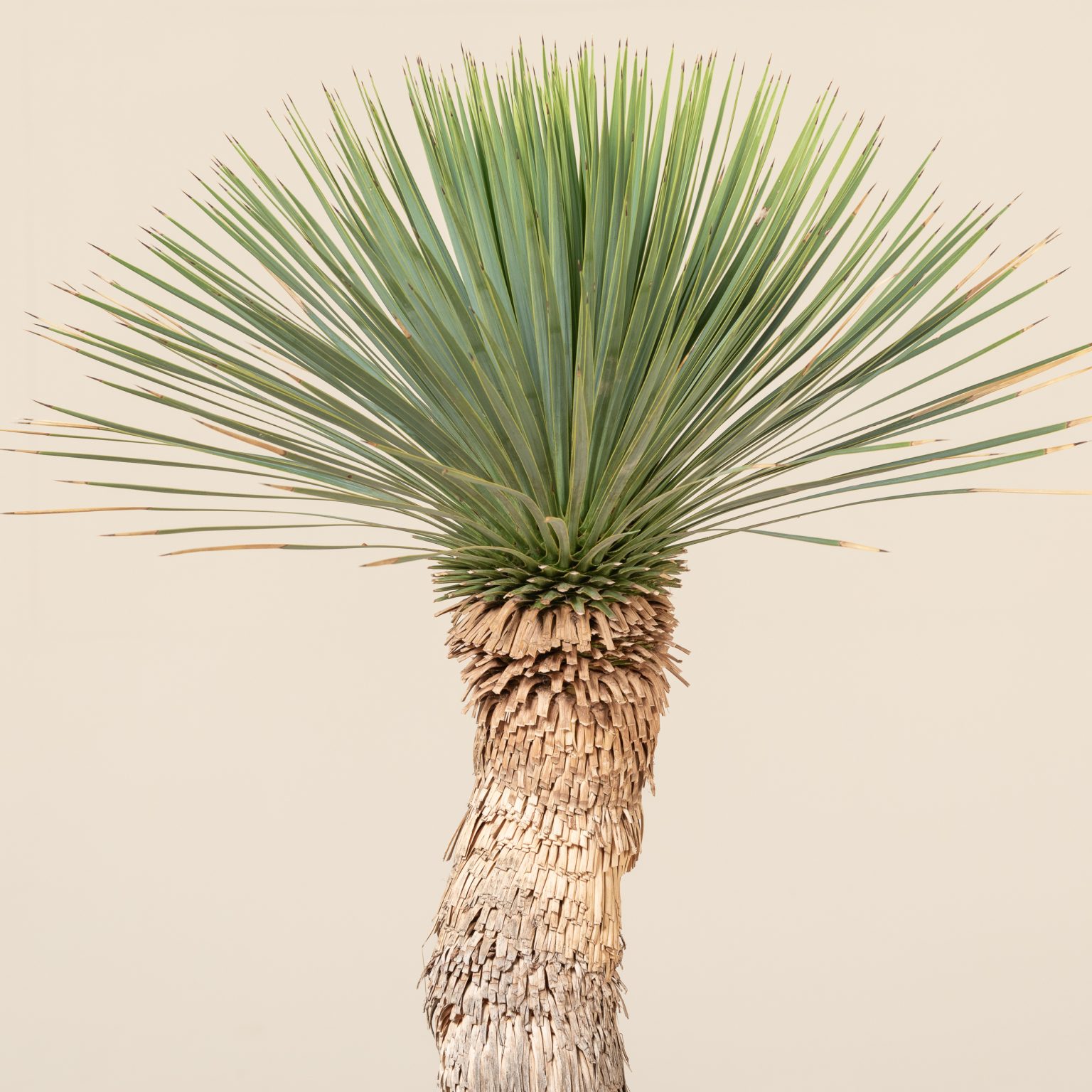 Yucca rostrata | The Palm Centre