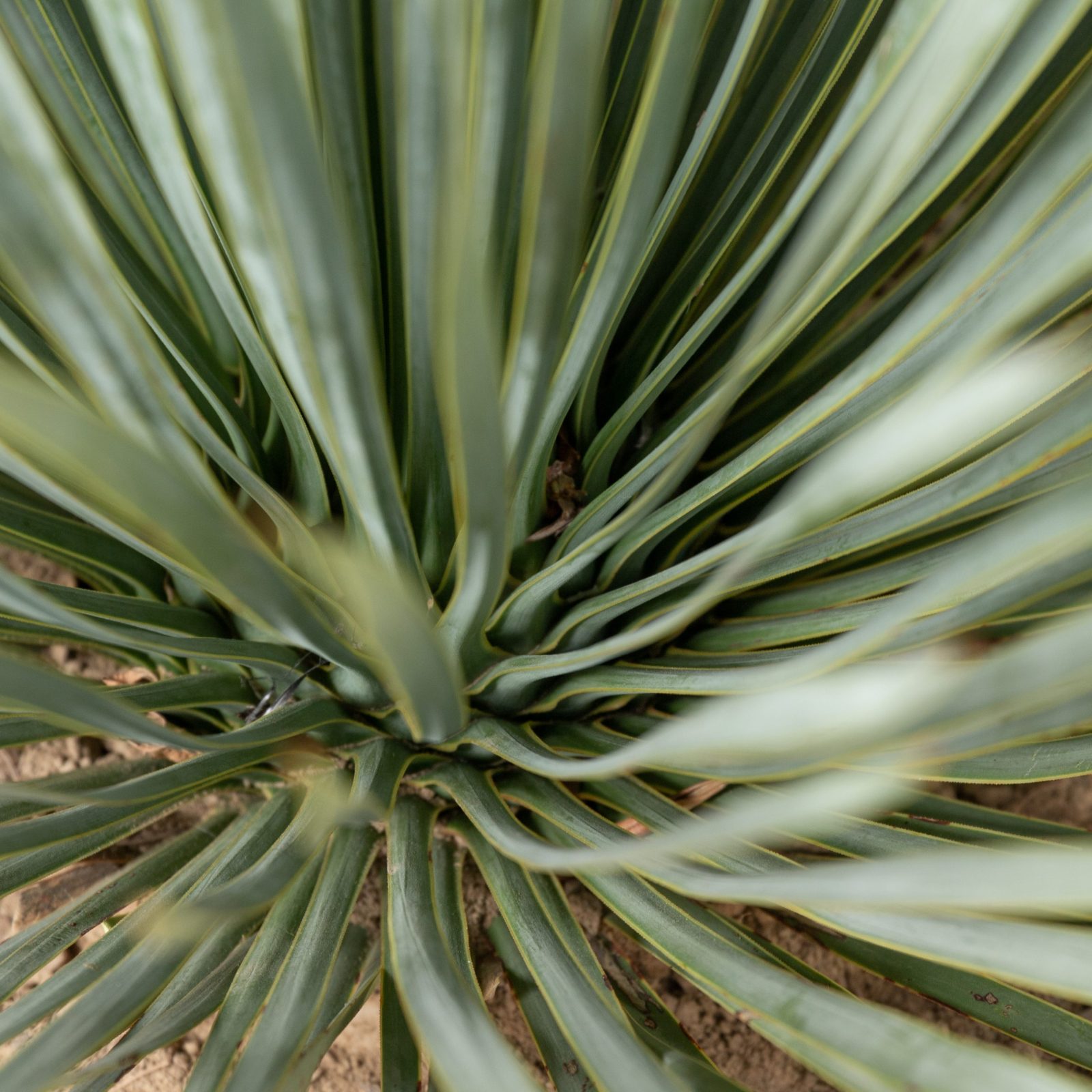 Yucca rostrata | The Palm Centre