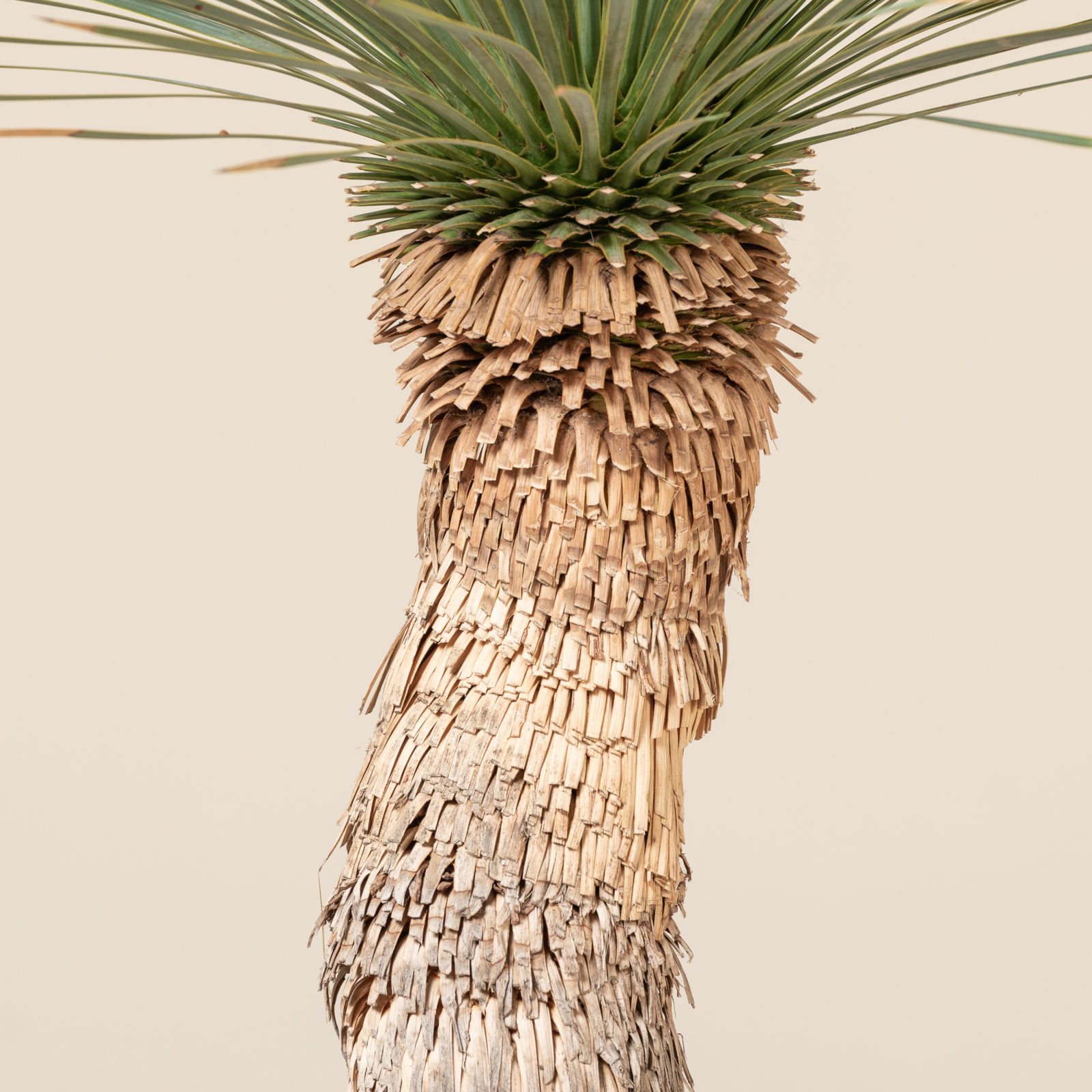 Yucca rostrata | The Palm Centre