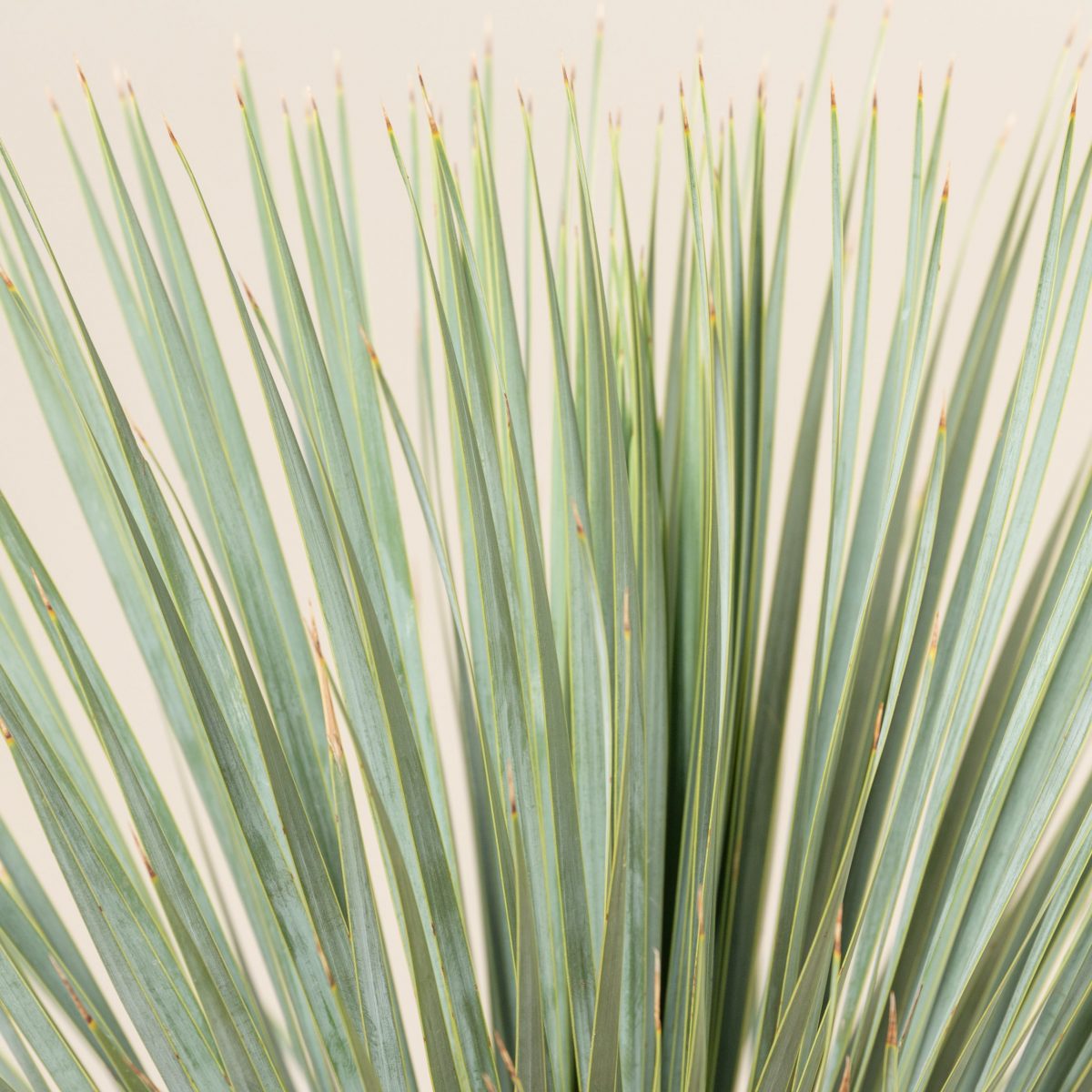 Yucca rostrata | The Palm Centre