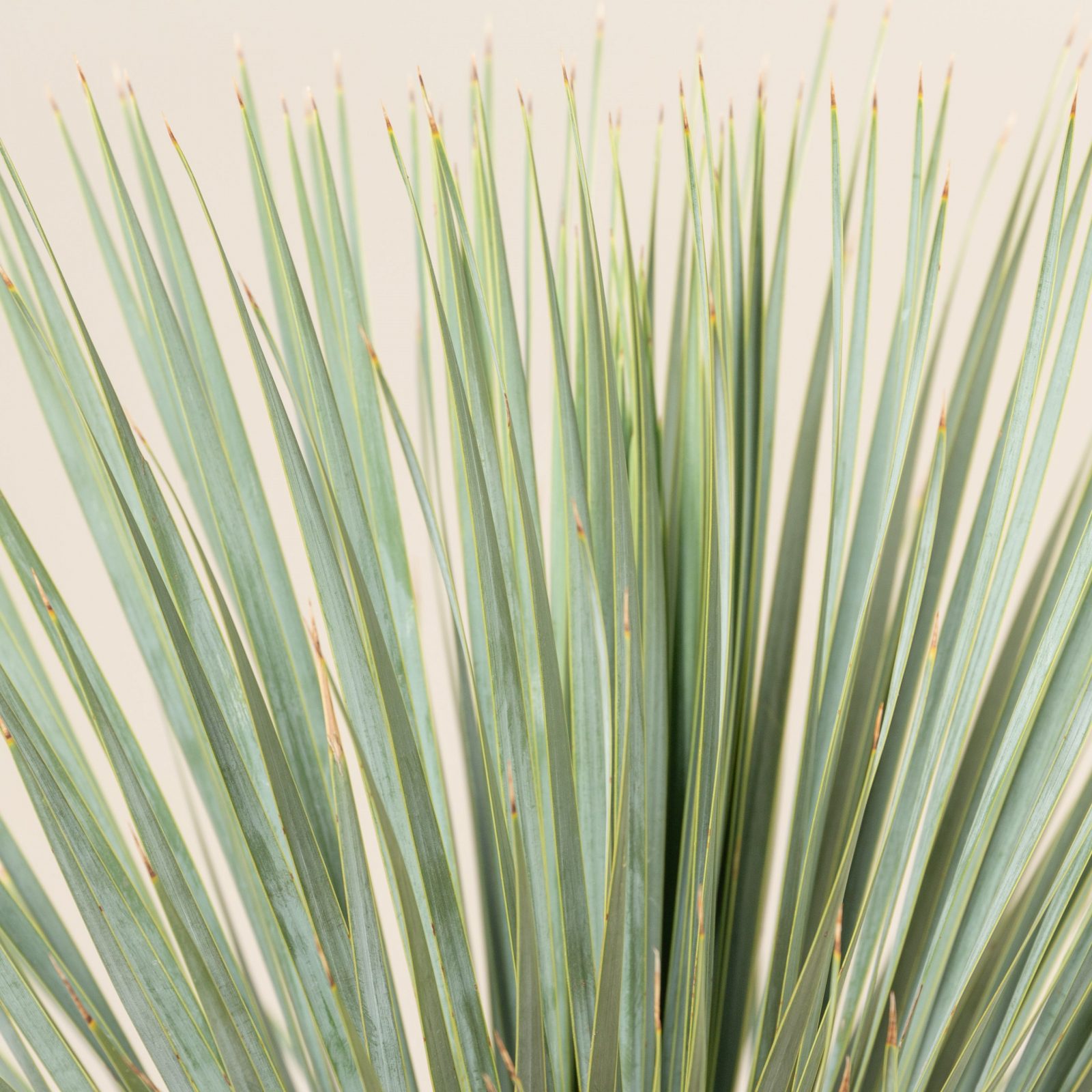 Yucca rostrata | The Palm Centre