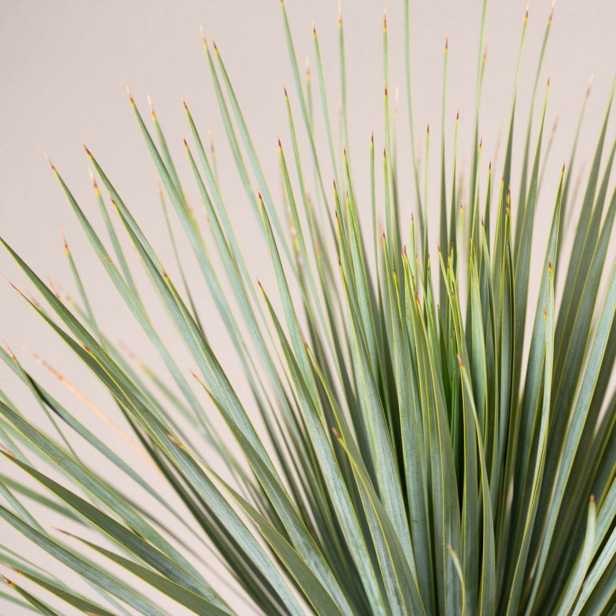 Yucca rostrata | The Palm Centre