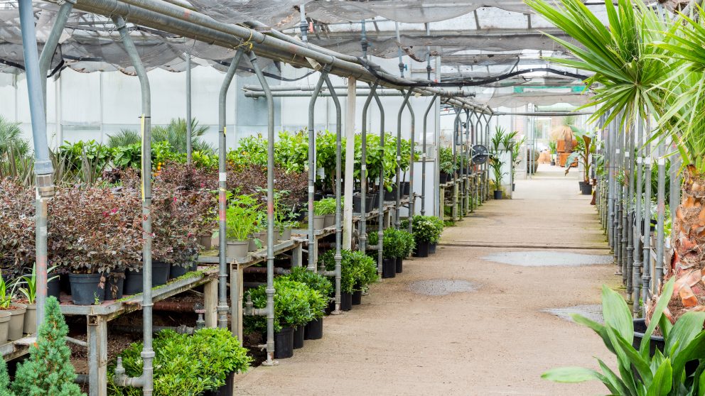 History | The Palm Centre