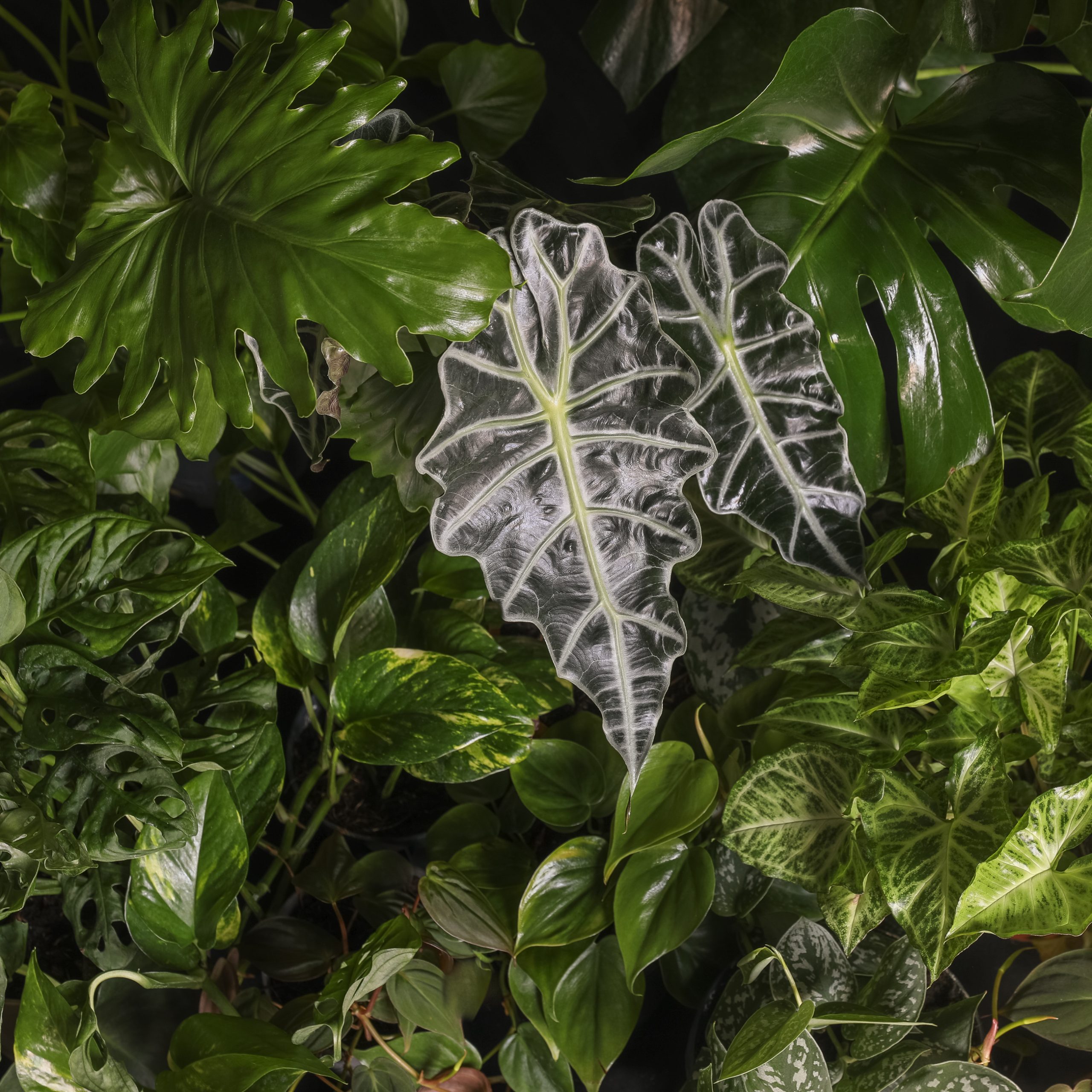 Aroid indoor plants | The Palm Centre