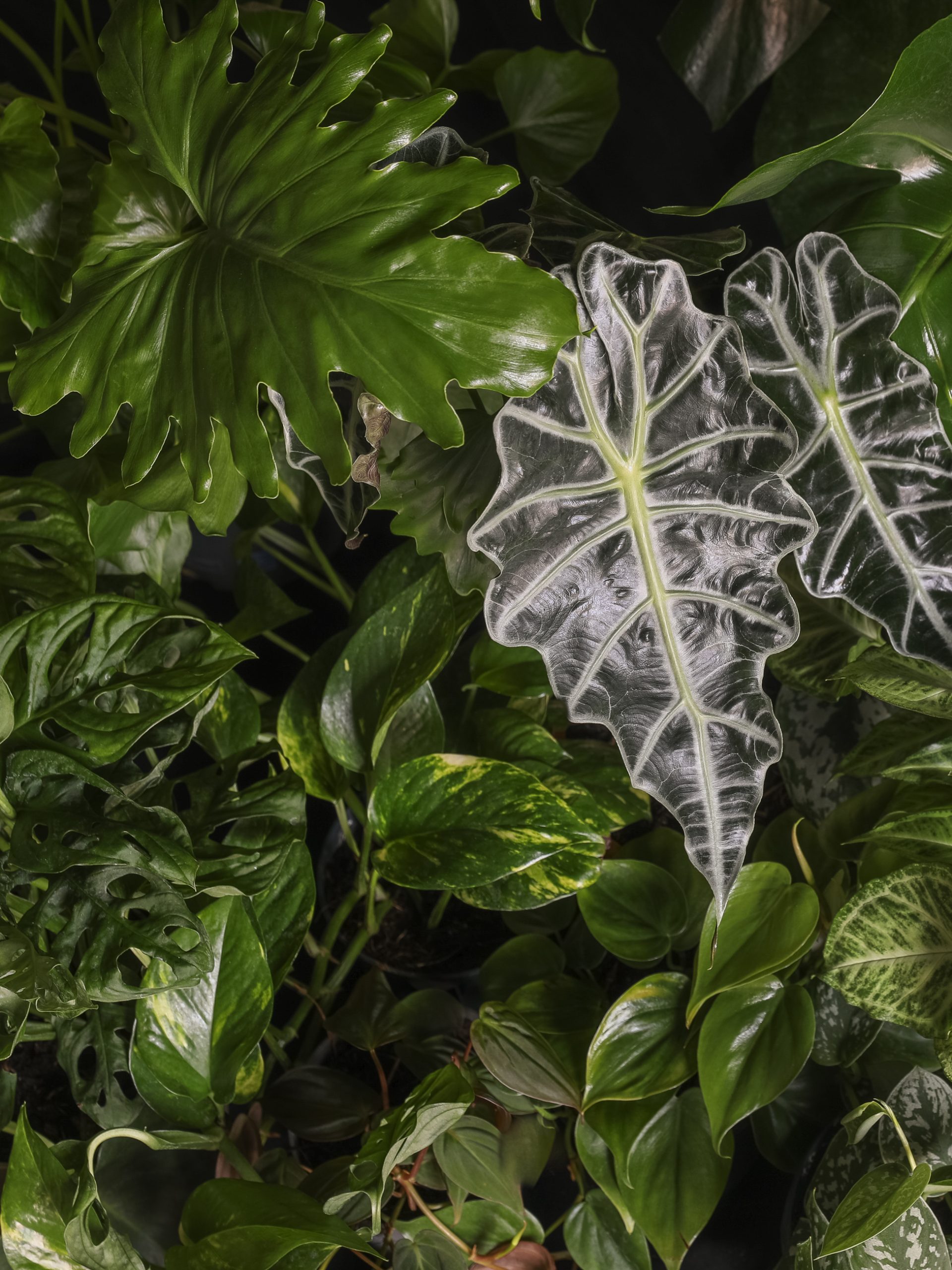 Aroid indoor plants | The Palm Centre