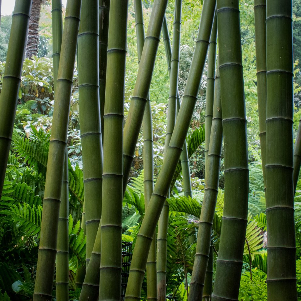 Bamboo root barrier - control system for bamboo | The Palm Centre