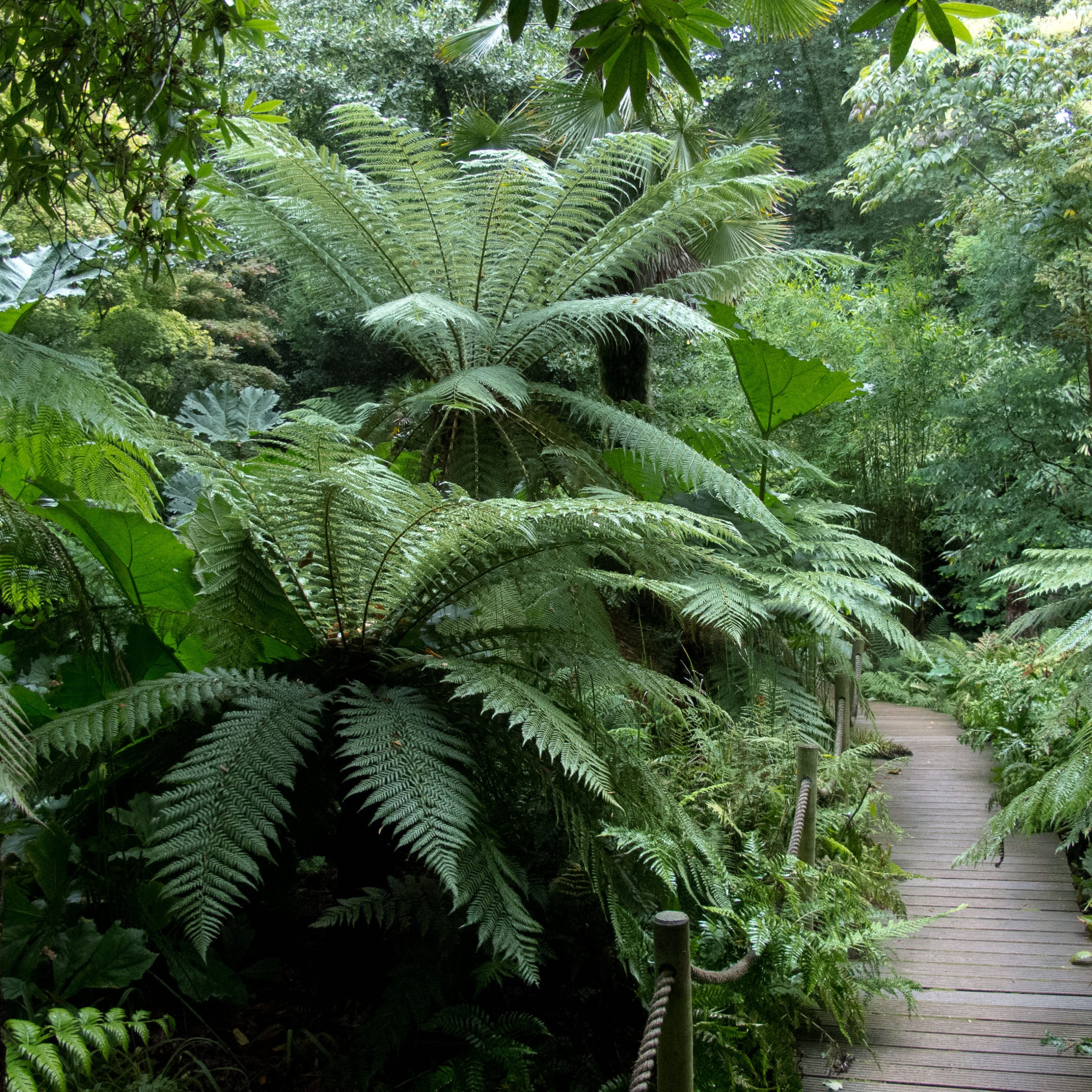 How to Prepare Tree Ferns (Dicksonia antarctica) for Winter in the UK ...
