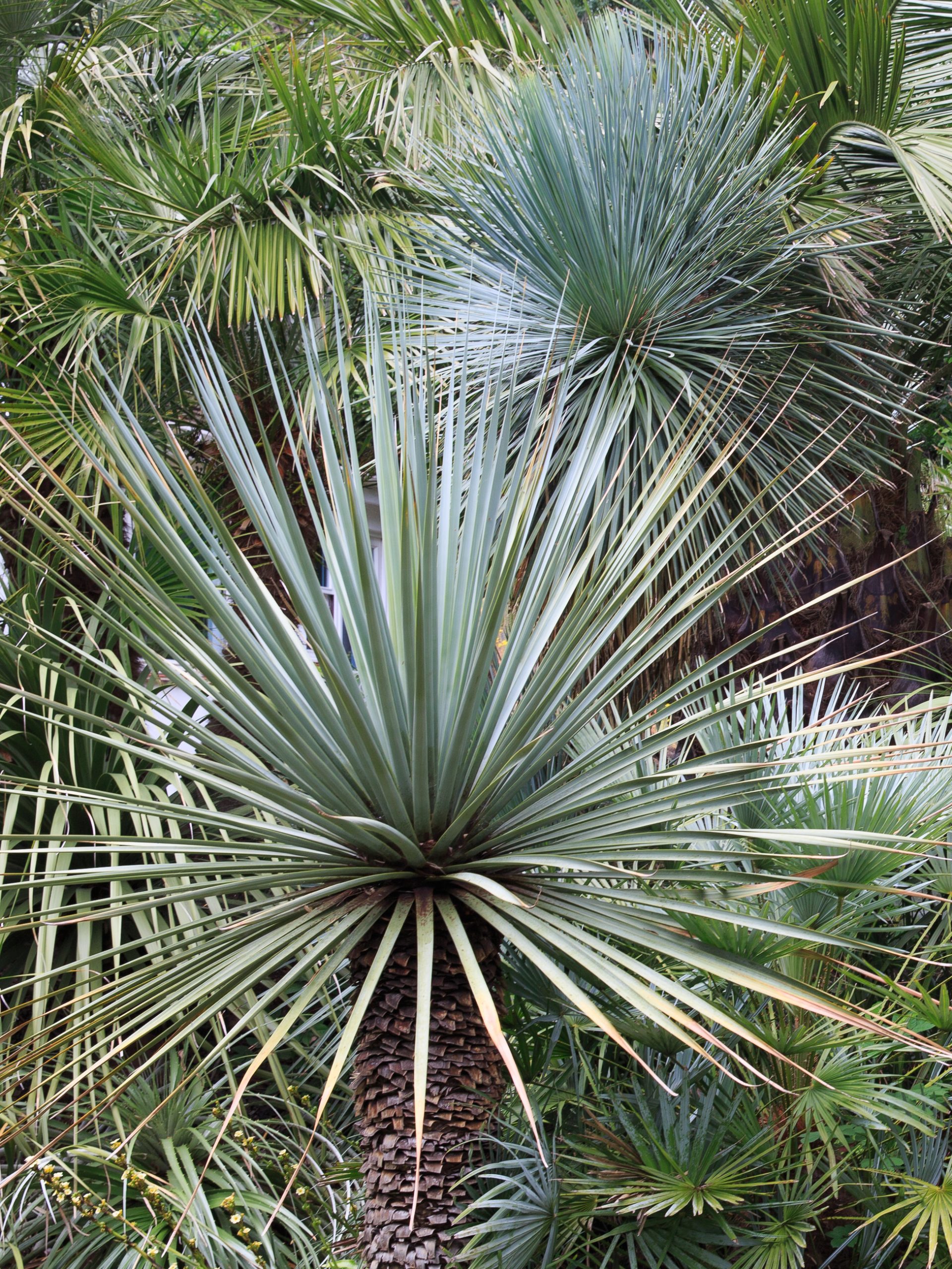 Arid and succulent plants for garden | The Palm Centre