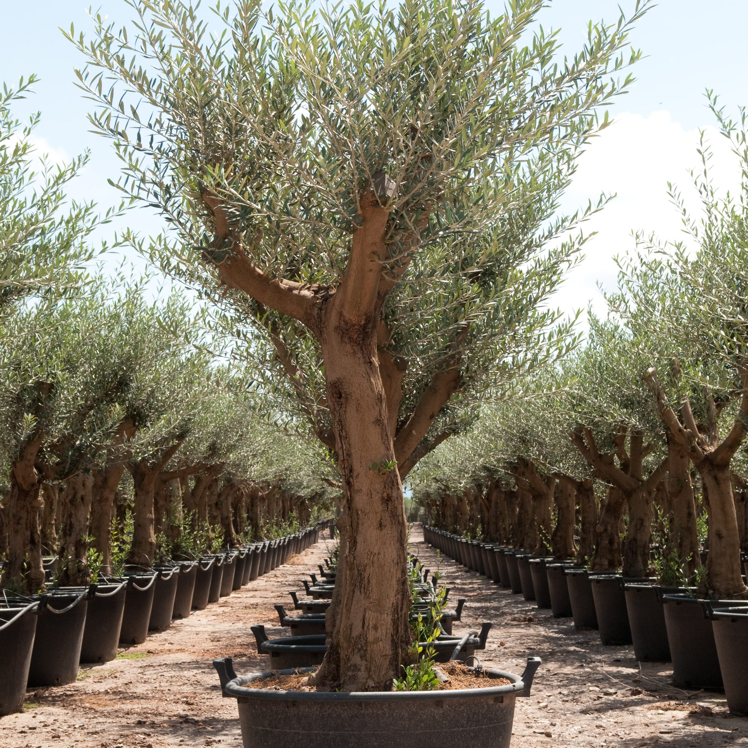 Shop olive trees | The Palm Centre