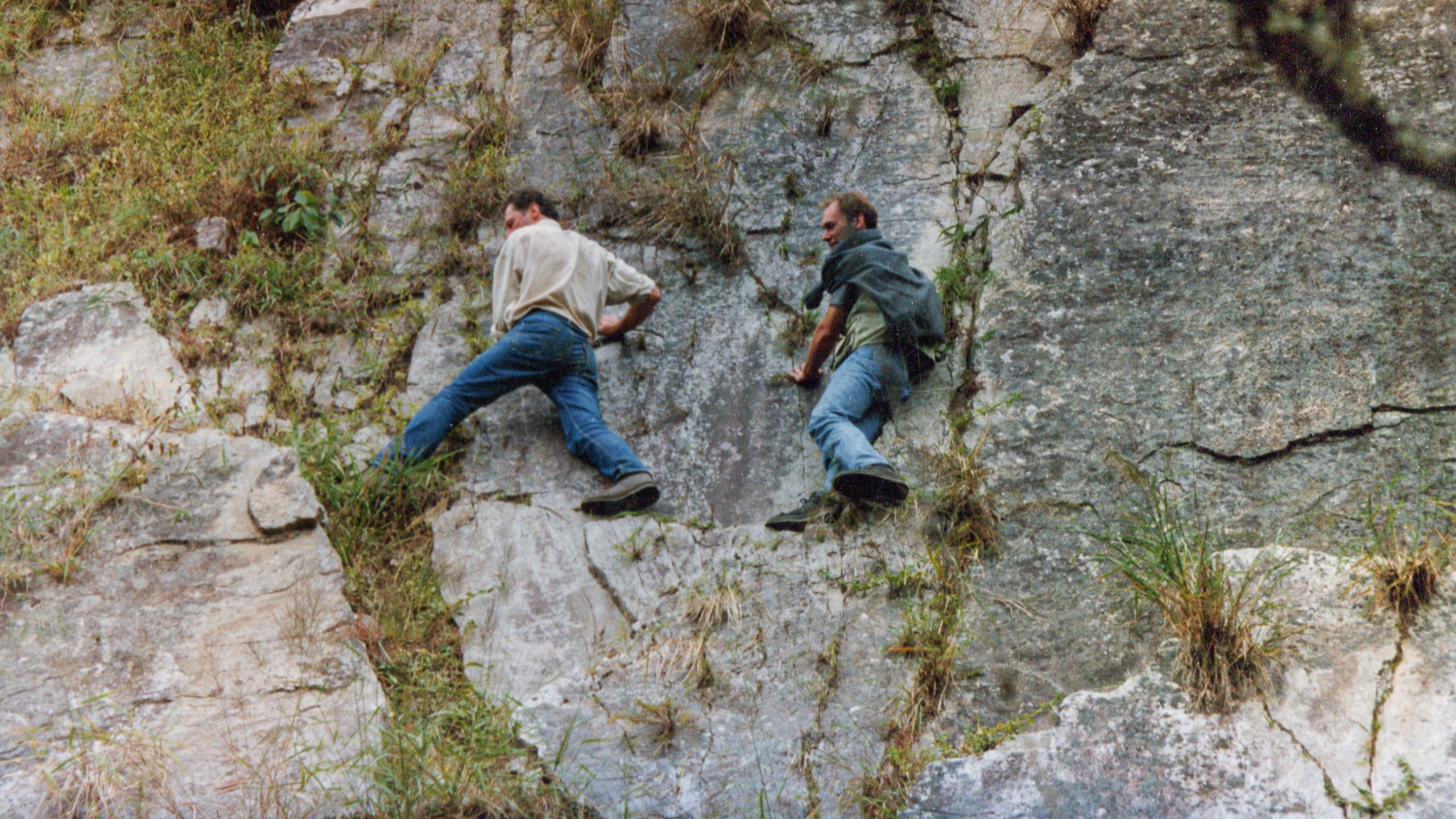 Plant Introductions | The Palm Centre