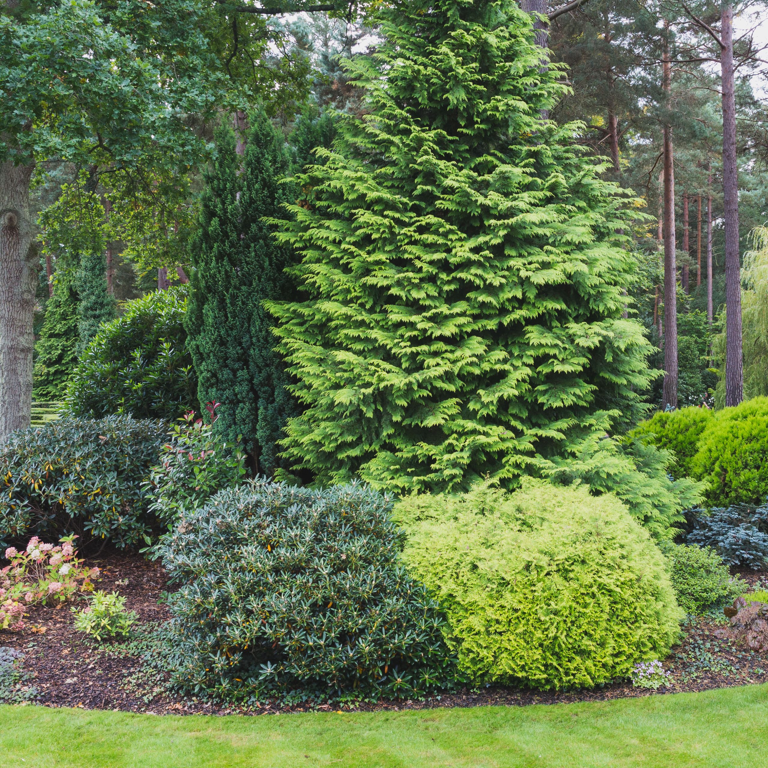 Trees and shrubs for hedging and screening | The Palm Centre