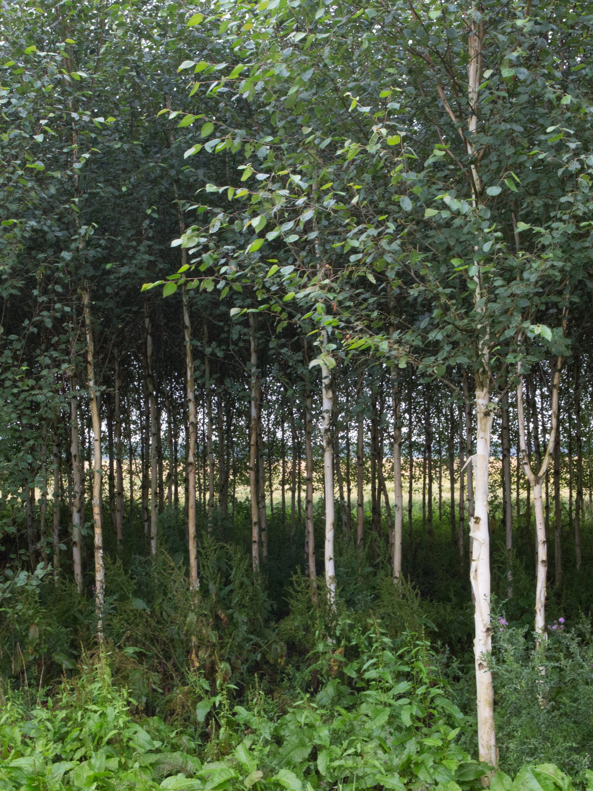 Standard form trees | The Palm Centre