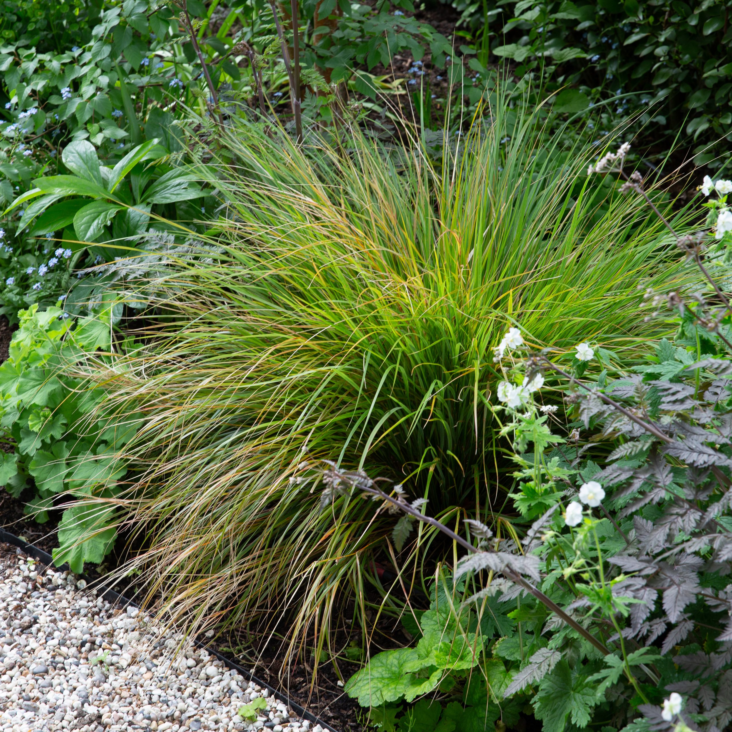 Frequently Asked Questions: Perennials | The Palm Centre