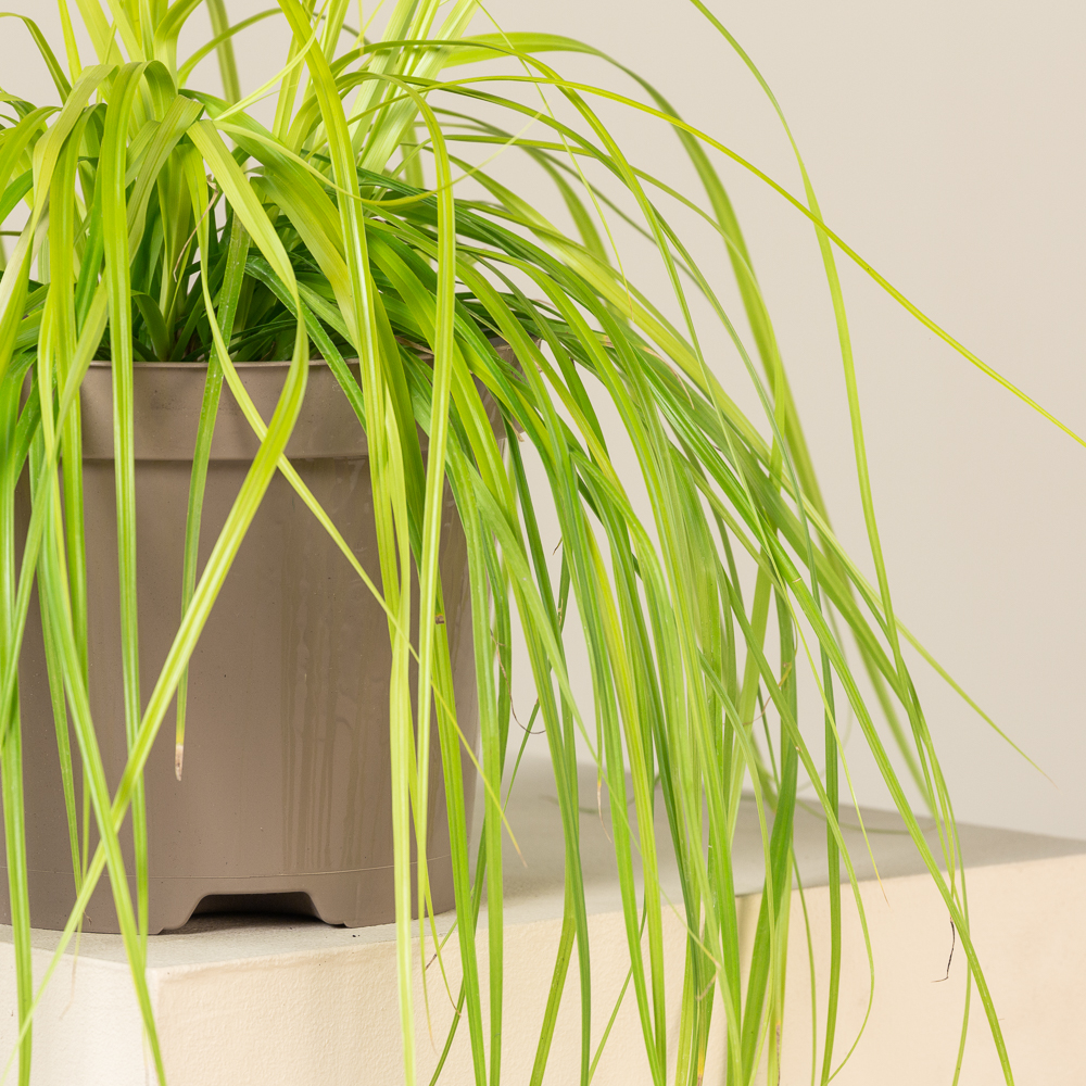 Carex oshimensis ‘Everillo’ | The Palm Centre