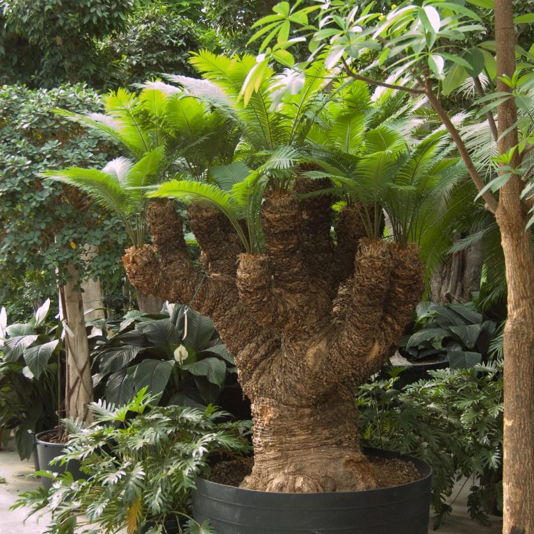 Cycads 101: The crucial guide to take care of all your cycads | The ...