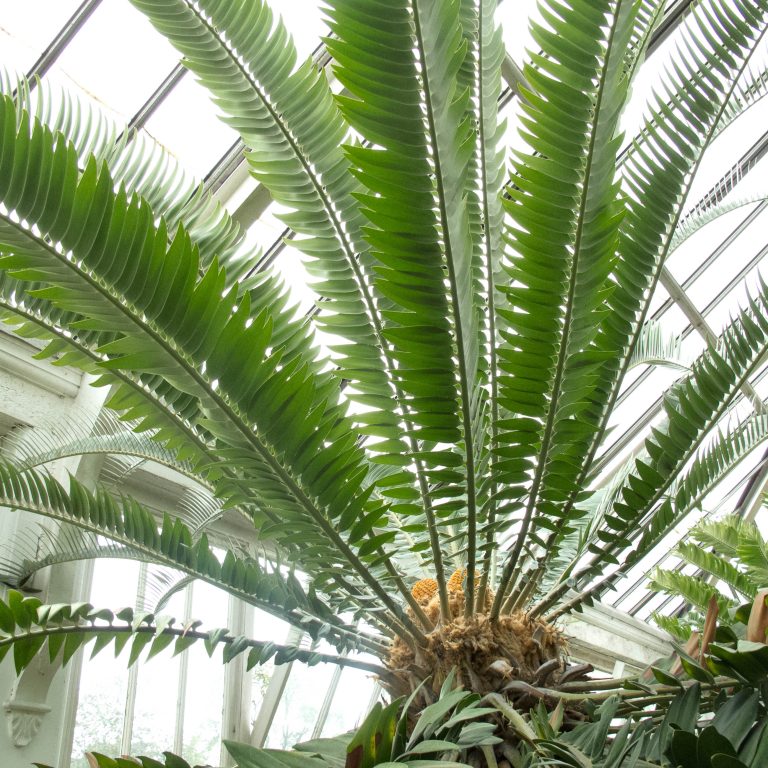 Cycads 101: The crucial guide to take care of all your cycads | The ...