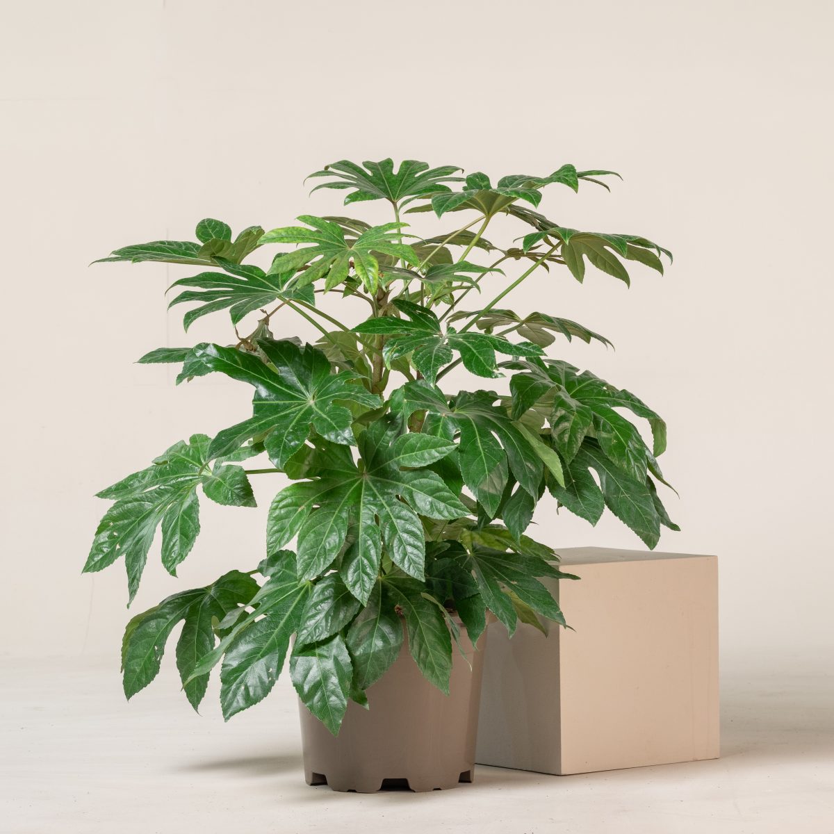 Fatsia japonica | The Palm Centre