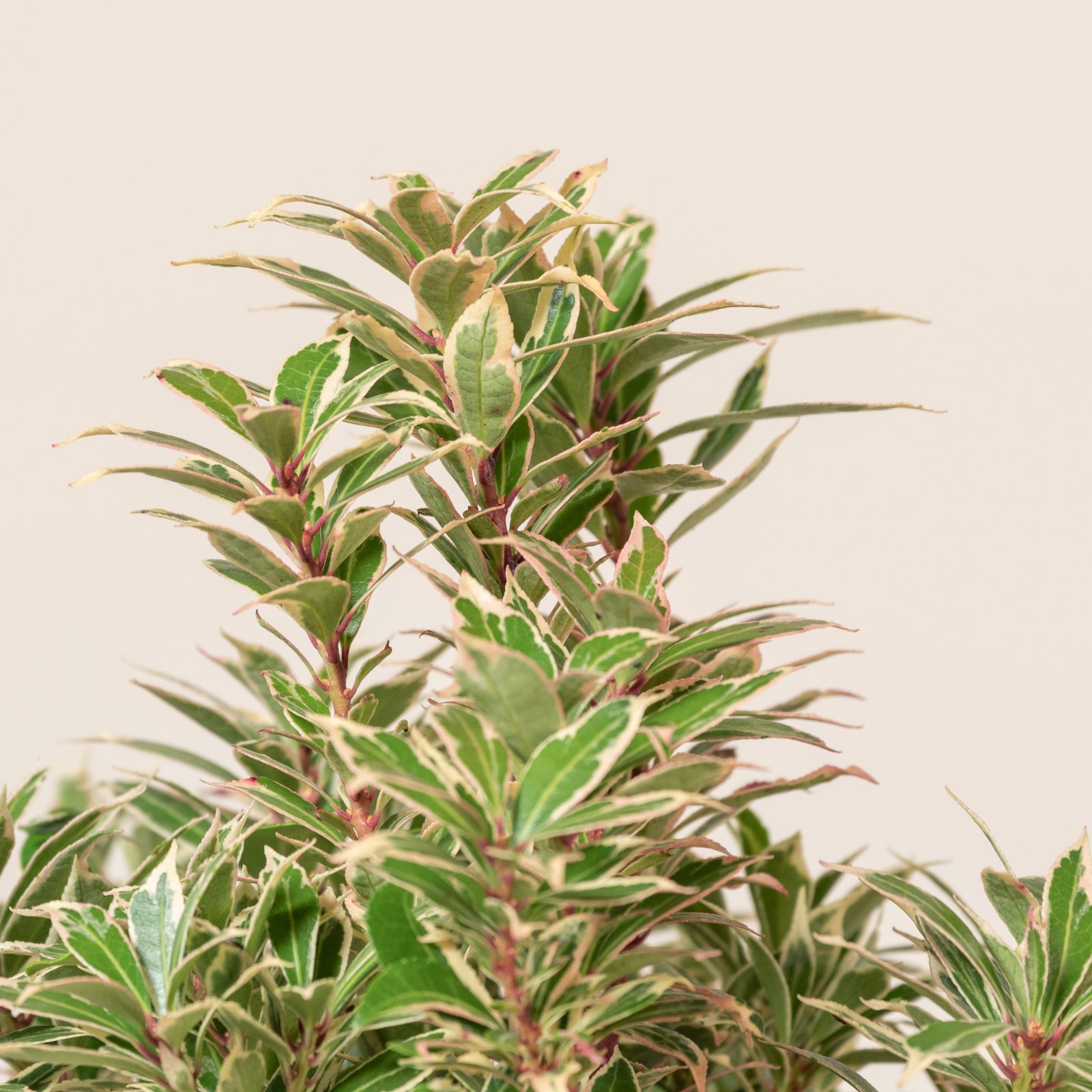 Pieris japonica ‘Carnaval’ | The Palm Centre