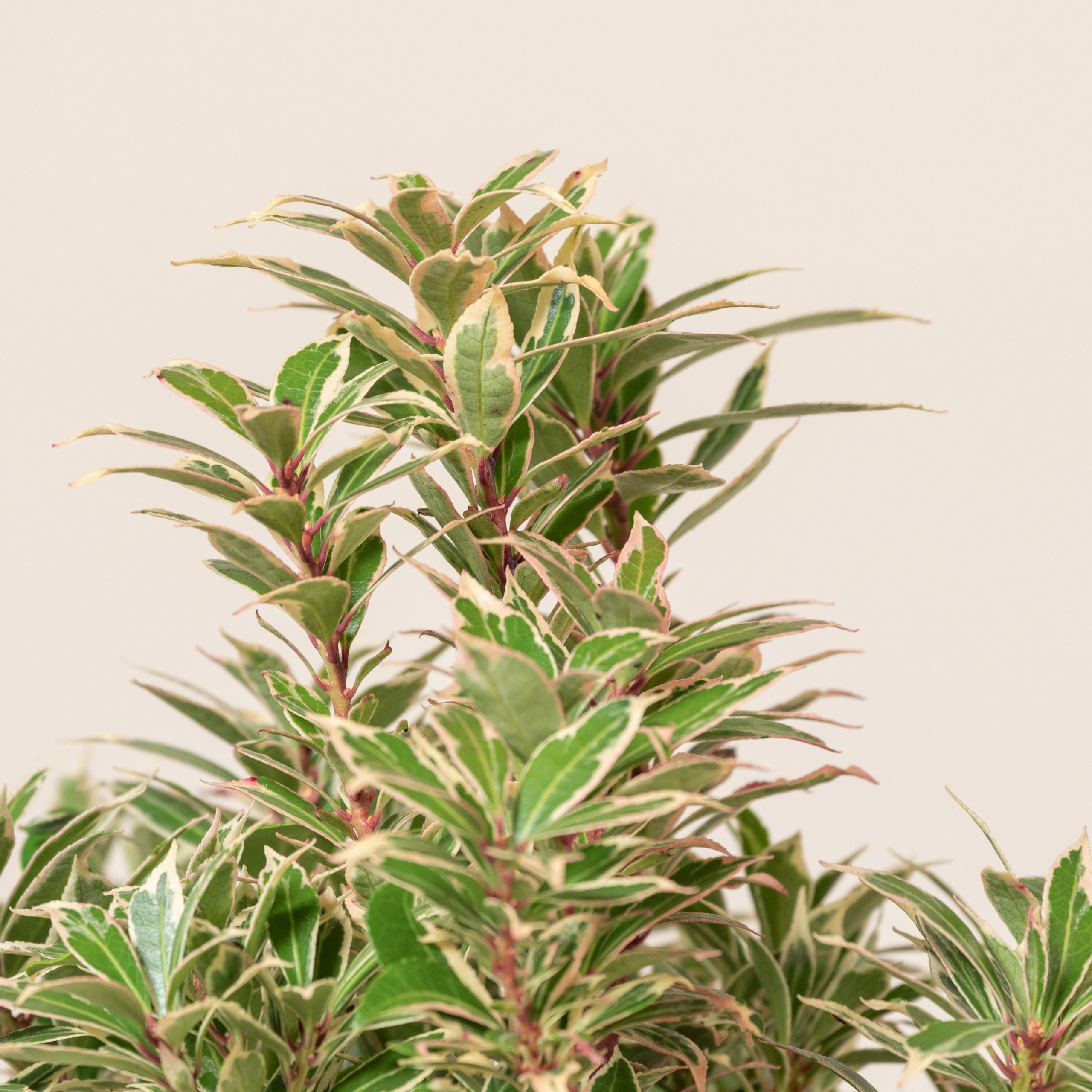 Pieris japonica ‘Carnaval’ | The Palm Centre