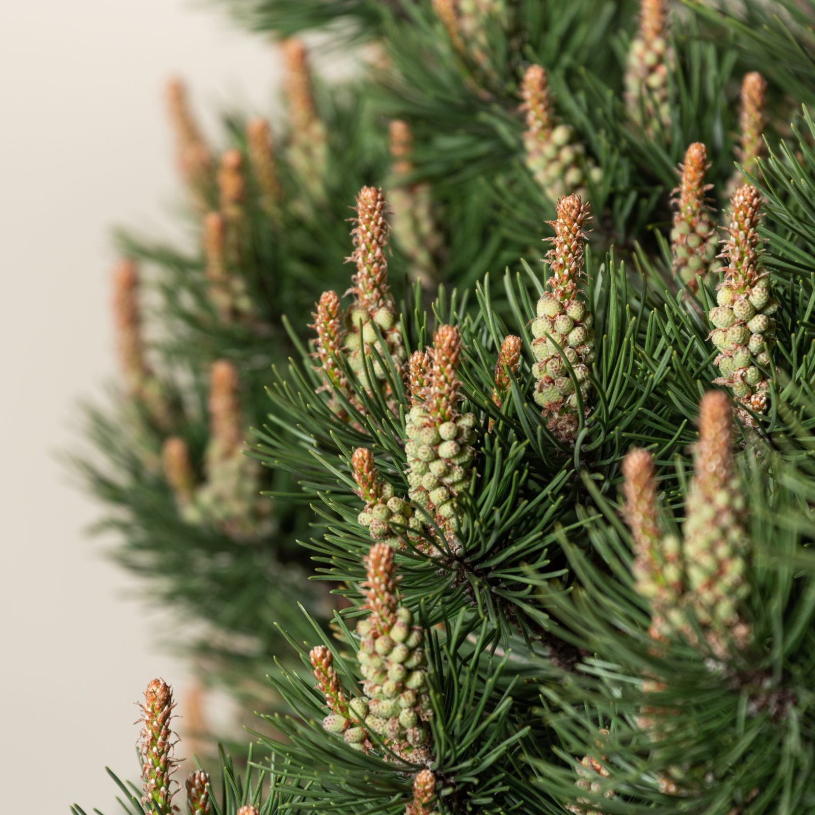 Pinus mugo ‘Laurin’ | The Palm Centre