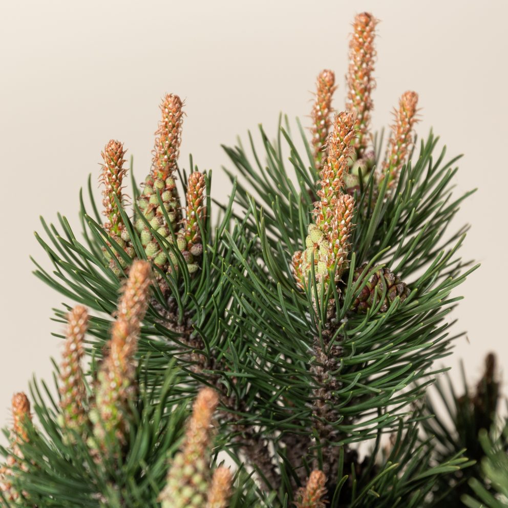 Pinus mugo ‘Laurin’ | The Palm Centre