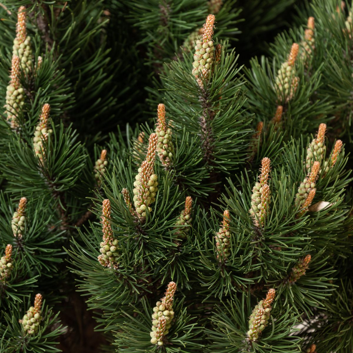 Pinus mugo ‘Laurin’ | The Palm Centre