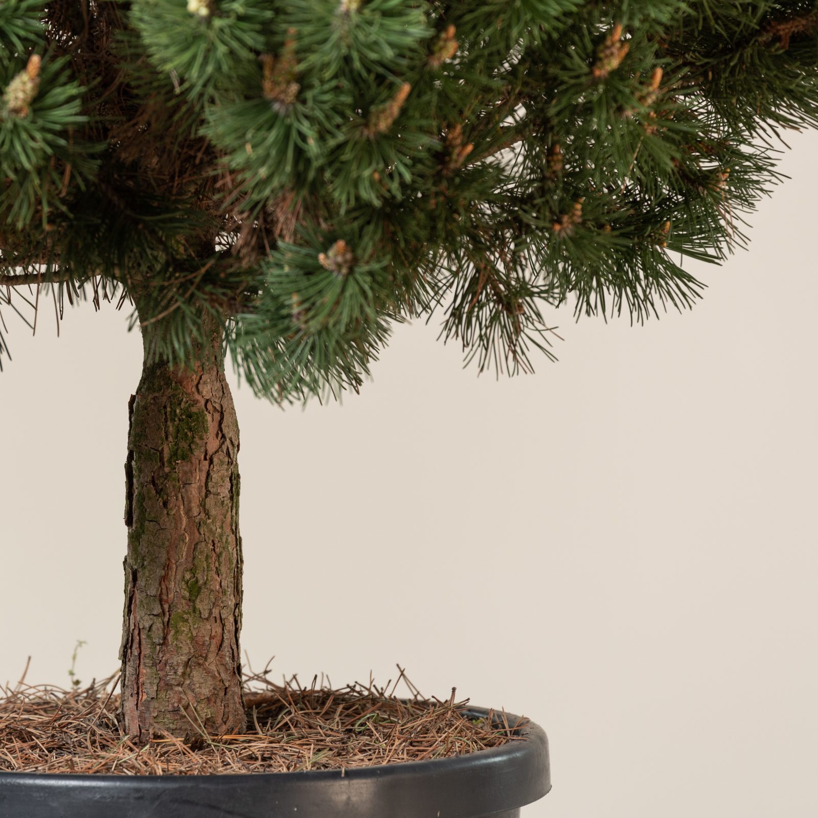 Pinus mugo ‘Laurin’ | The Palm Centre