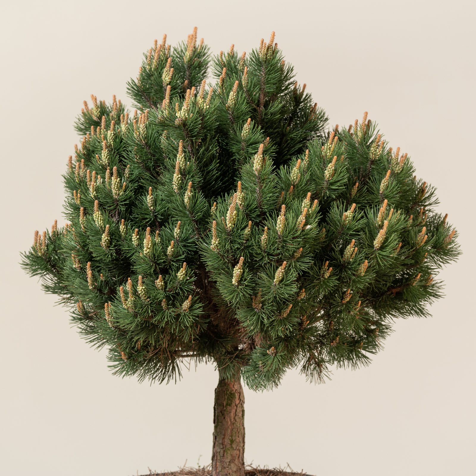 Pinus mugo ‘Laurin’ | The Palm Centre