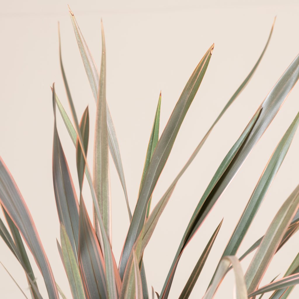 Phormium ‘Rainbow Queen’ | The Palm Centre