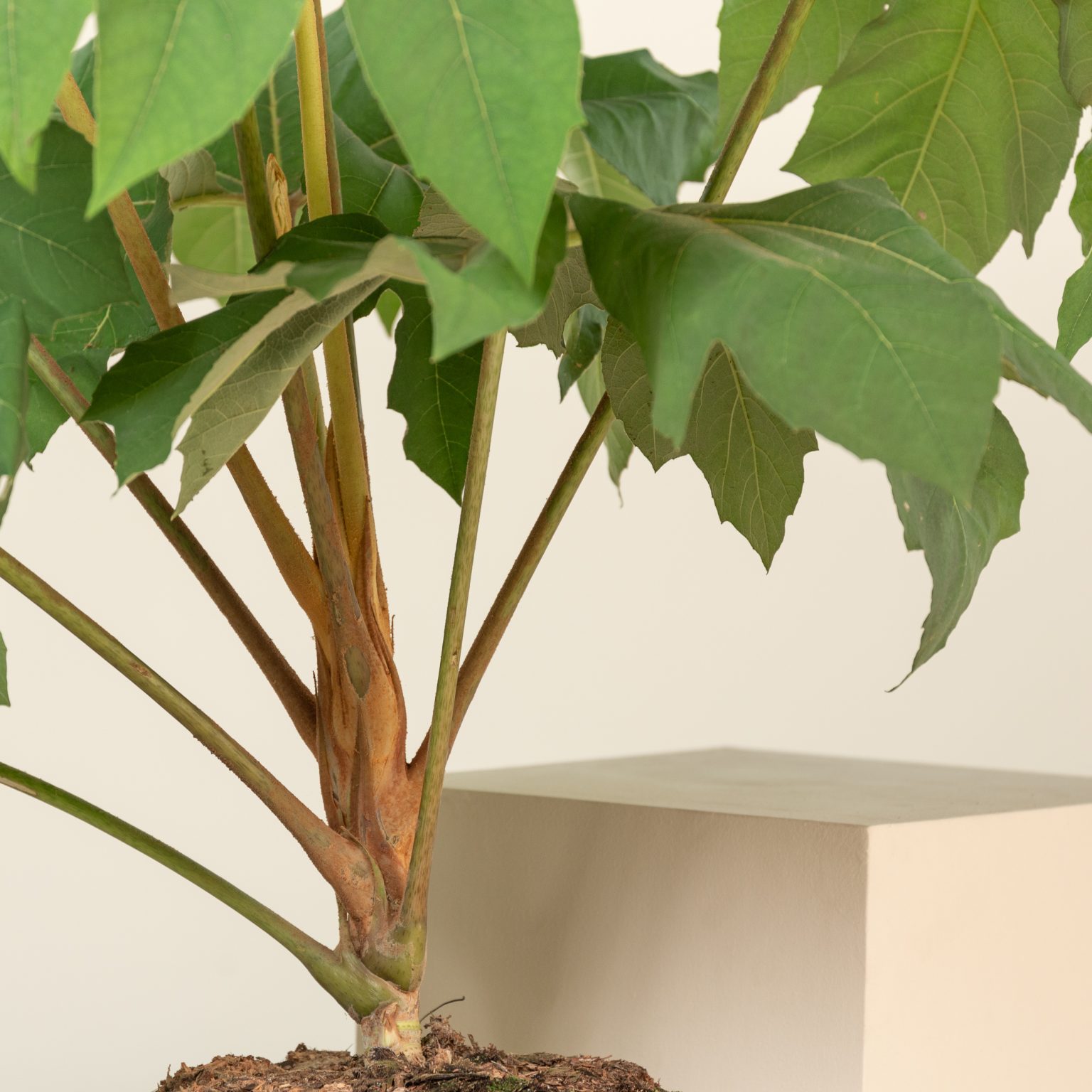 Tetrapanax papyrifer - Chinese rice paper plant | The Palm Centre