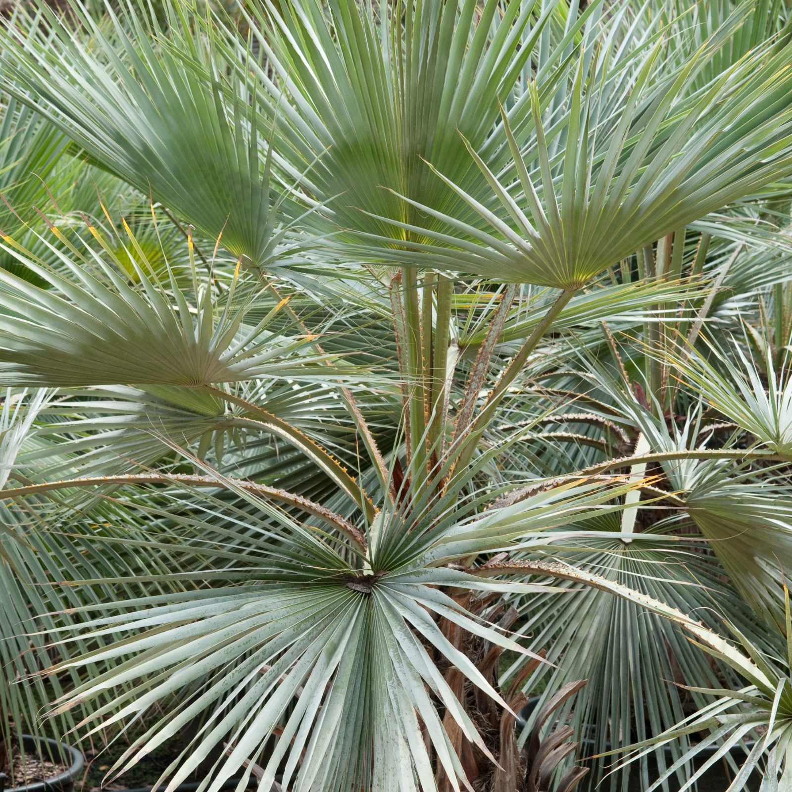 Palm trees for sale | The Palm Centre