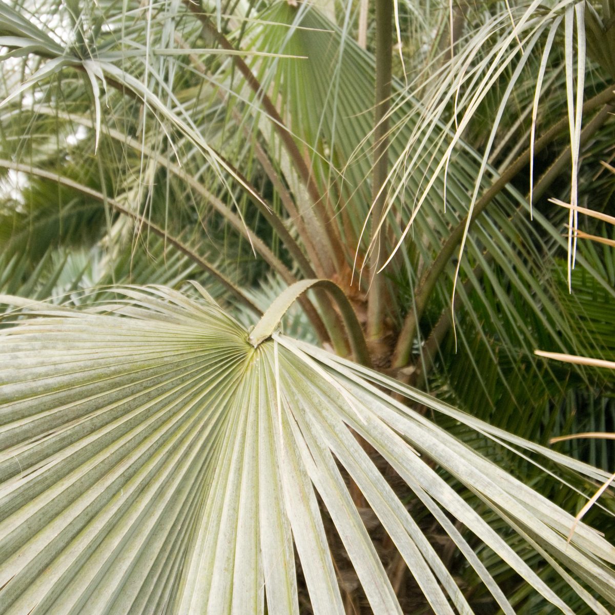 Brahea armata | The Palm Centre