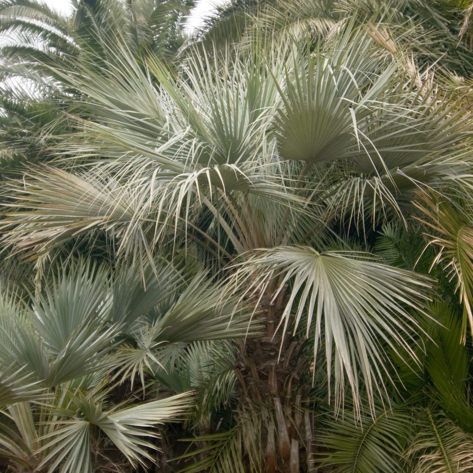 Brahea armata | The Palm Centre