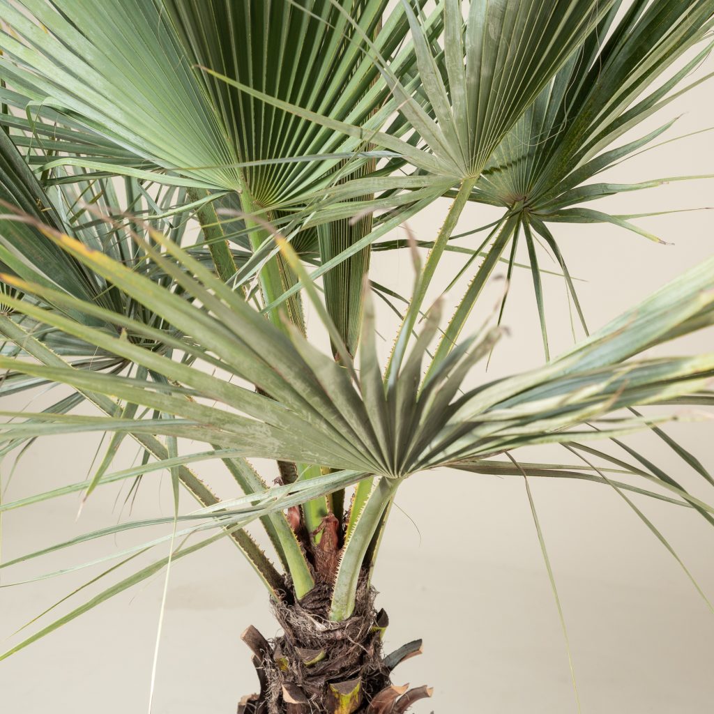 Brahea armata | The Palm Centre