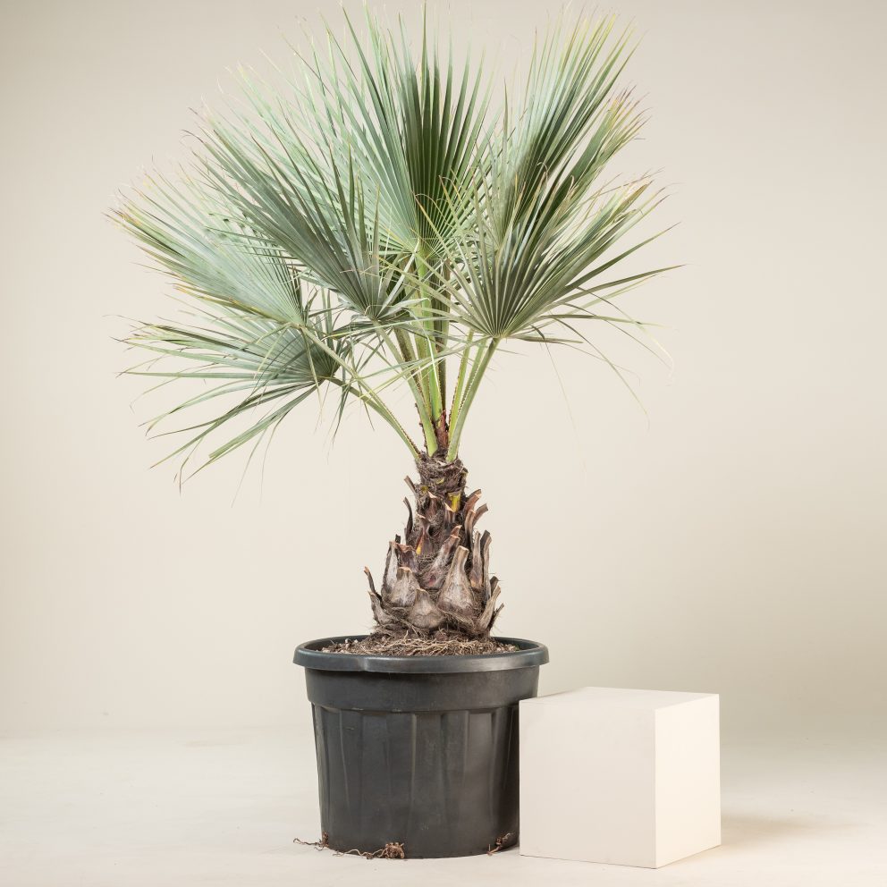 Palm trees for sale | The Palm Centre