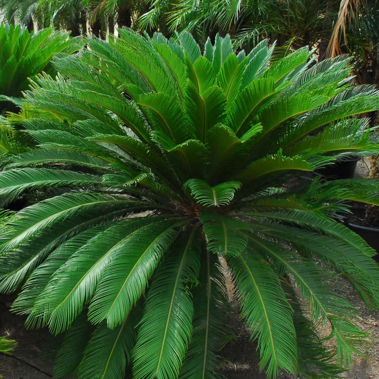 The Palm Centre | growing hardy exotics since 1989
