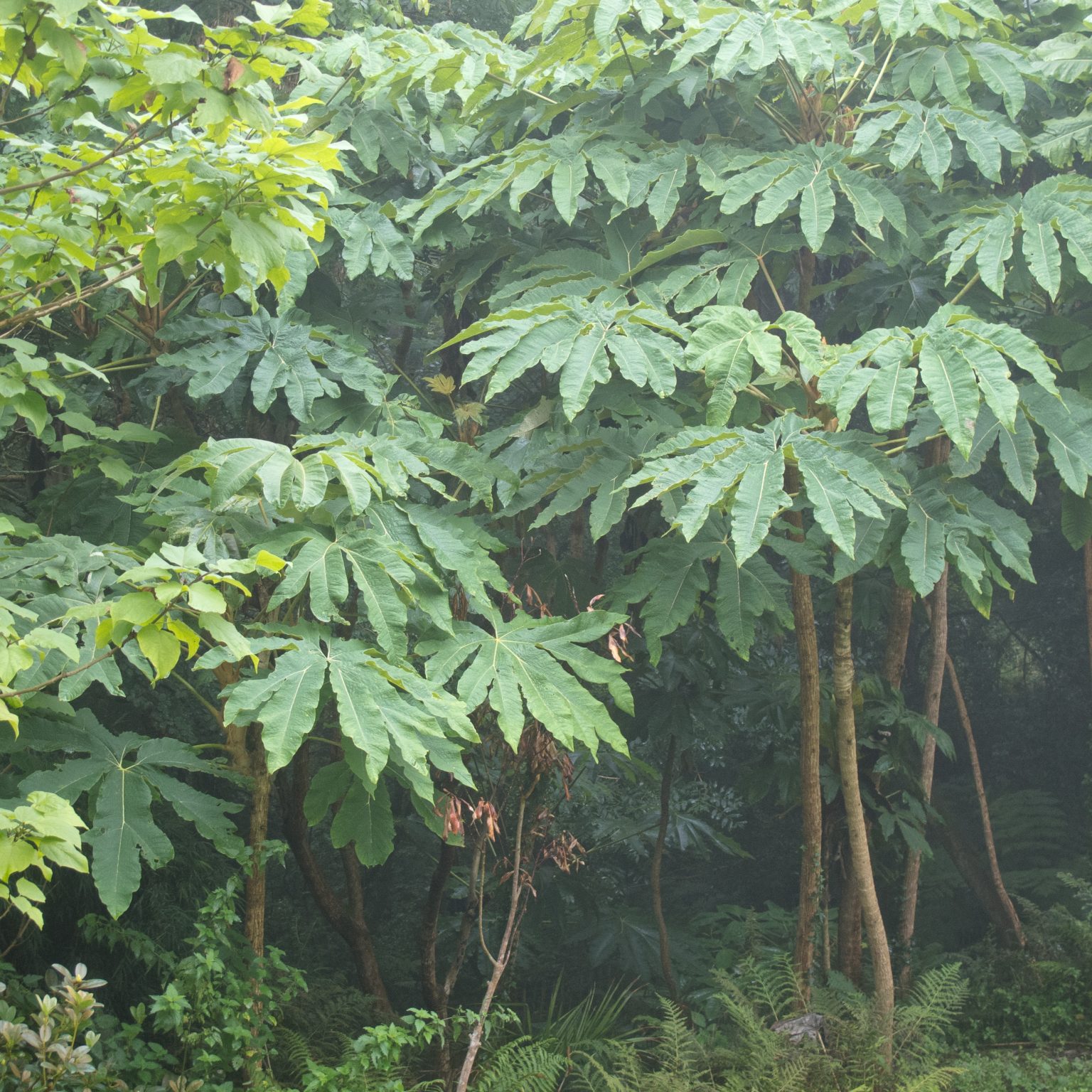 Tetrapanax papyrifer - Chinese rice paper plant | The Palm Centre