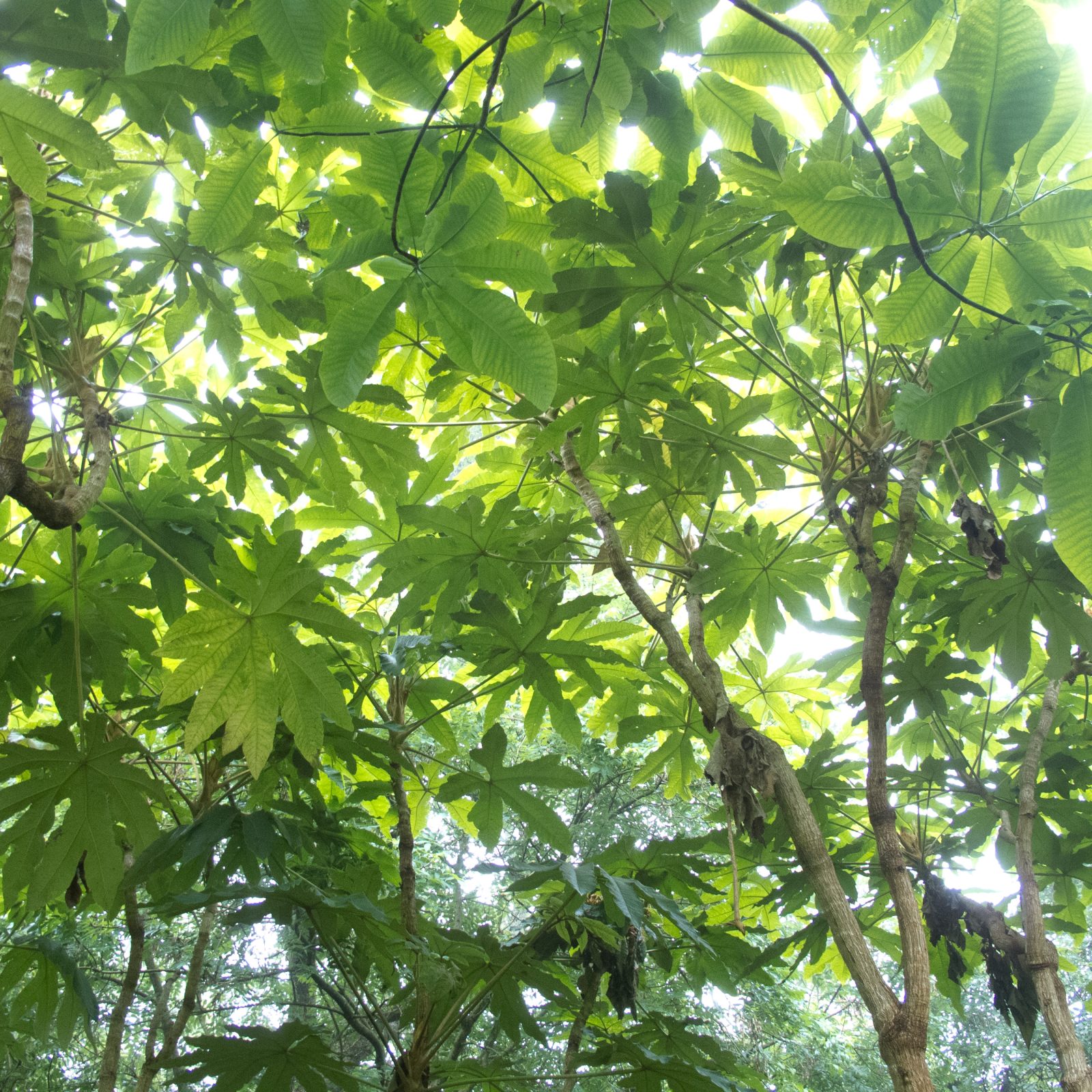 Tetrapanax papyrifer - Chinese rice paper plant | The Palm Centre