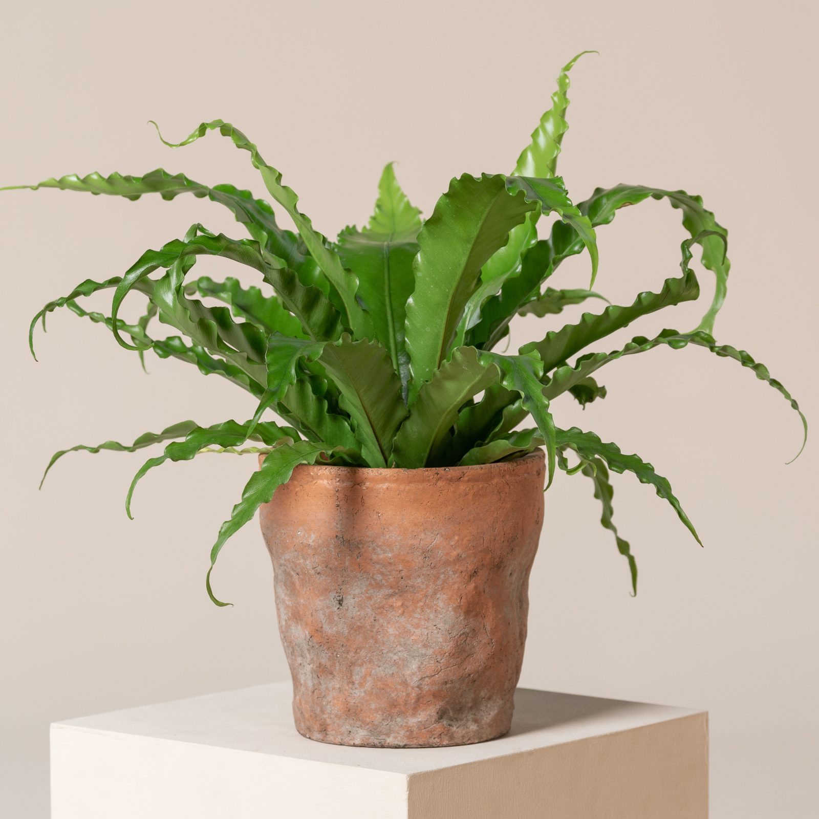 Asplenium antiquum ‘Osaka’ | The Palm Centre