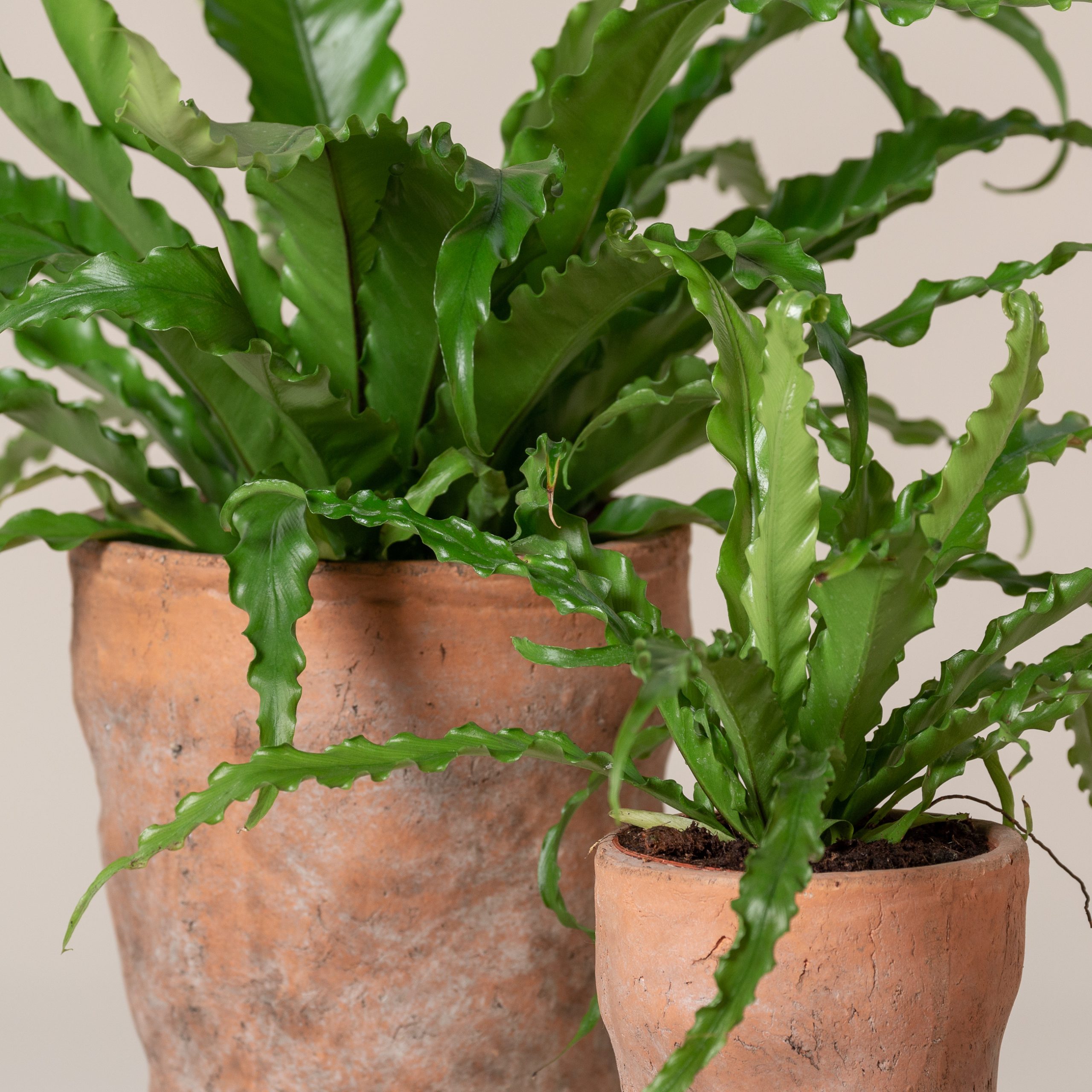 Top 10 Trending Indoor Plants | The Palm Centre