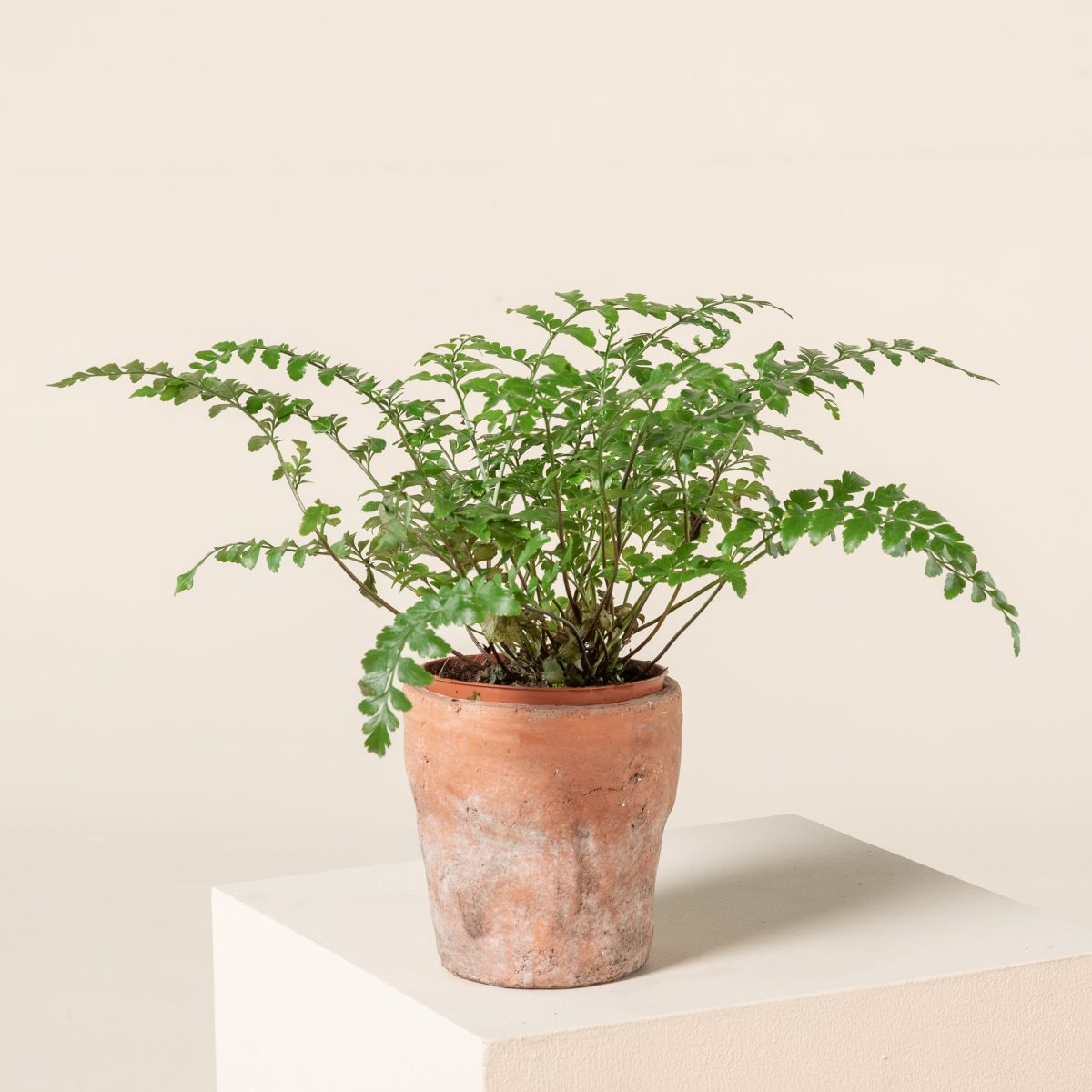 Asplenium ‘Parvati’ | The Palm Centre