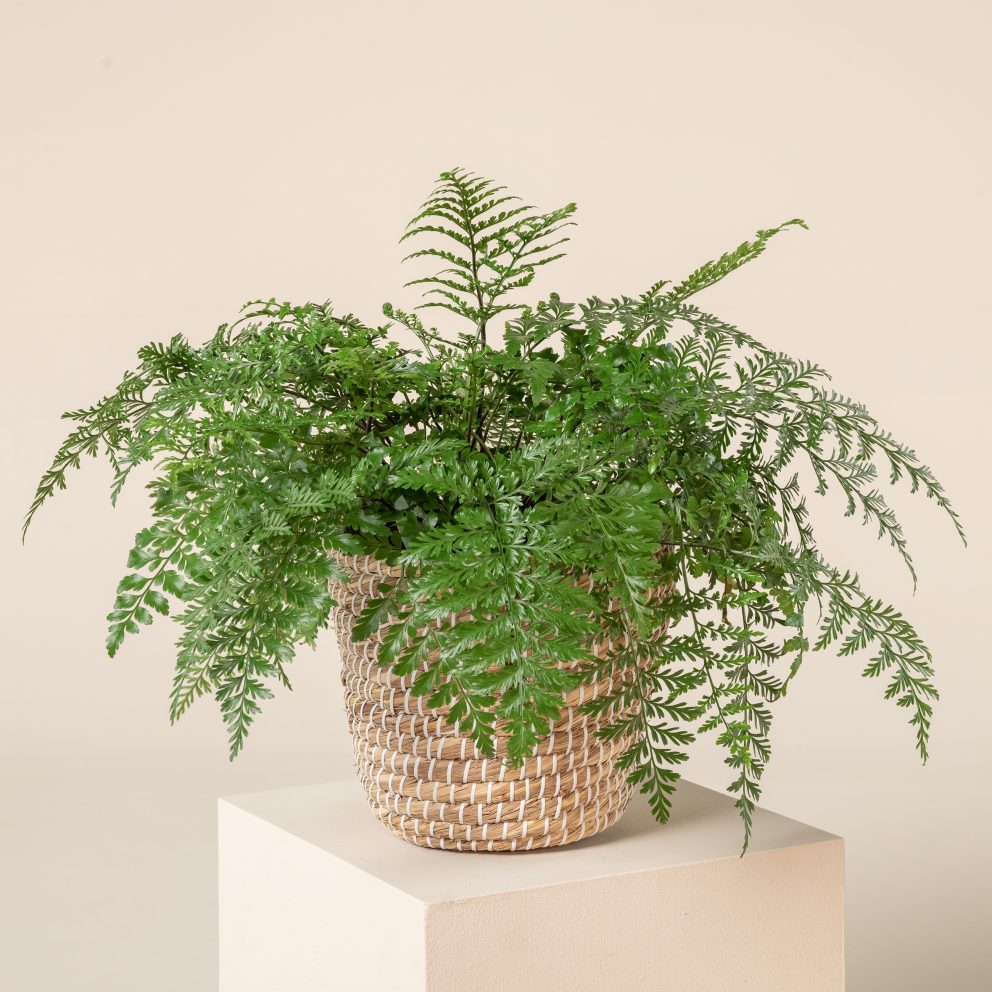 Asplenium ‘Parvati’ | The Palm Centre