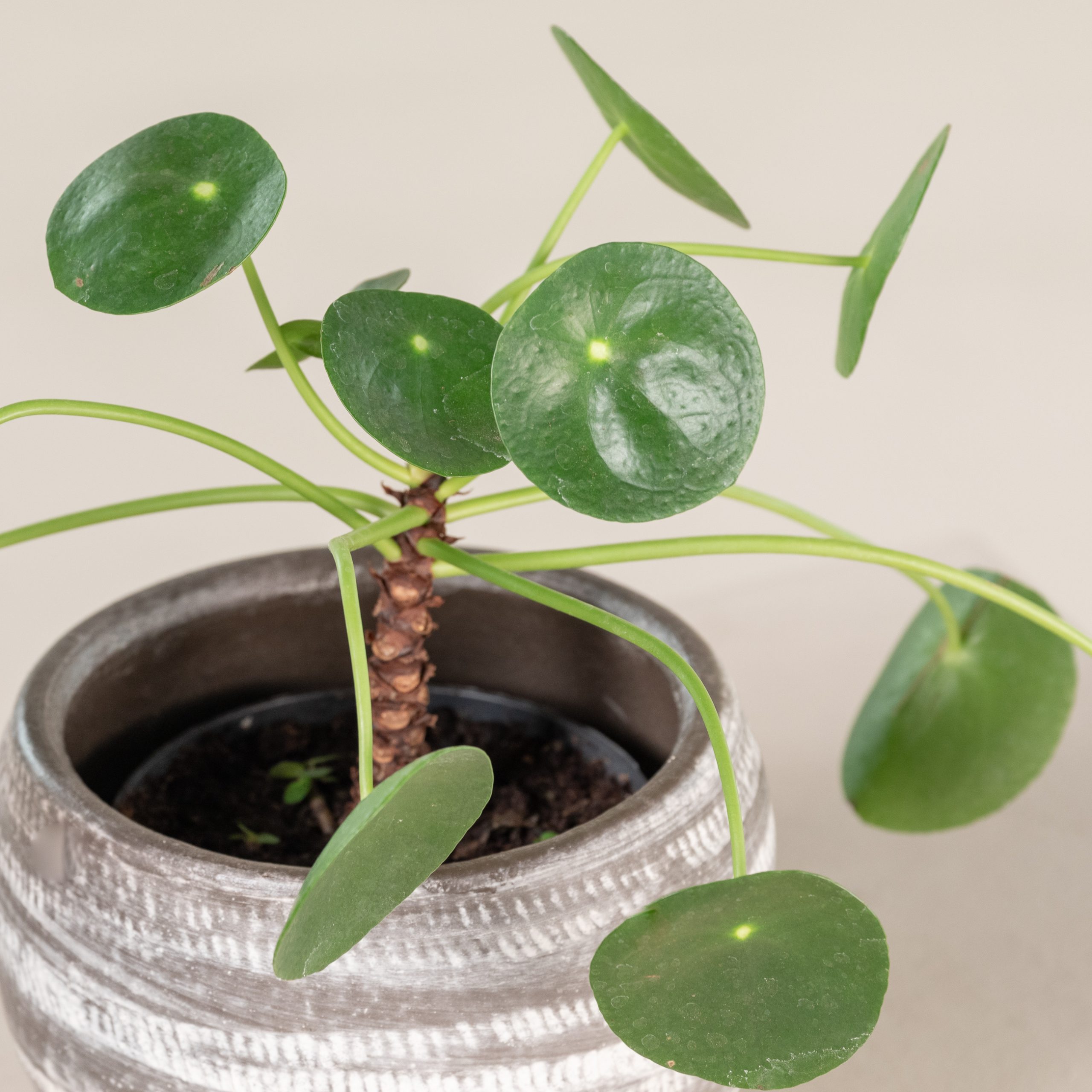 Japanese money plant store